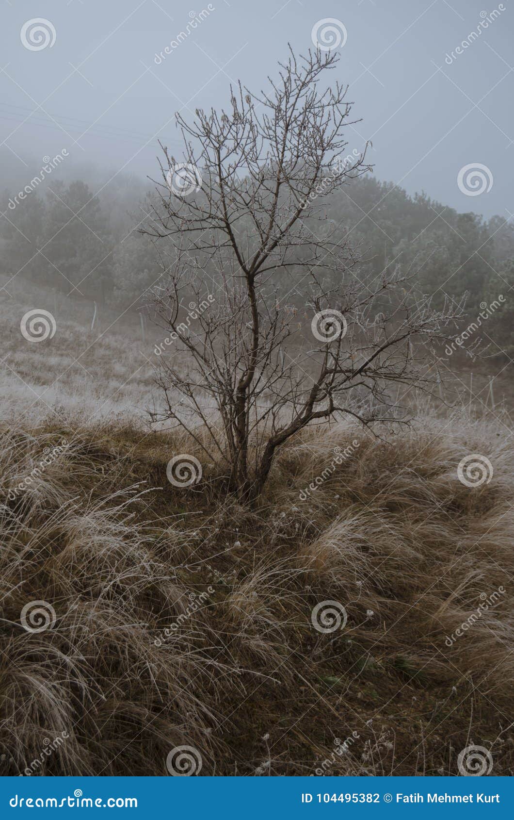 Tree At Ankara Forest Stock Photo | CartoonDealer.com #104495382
