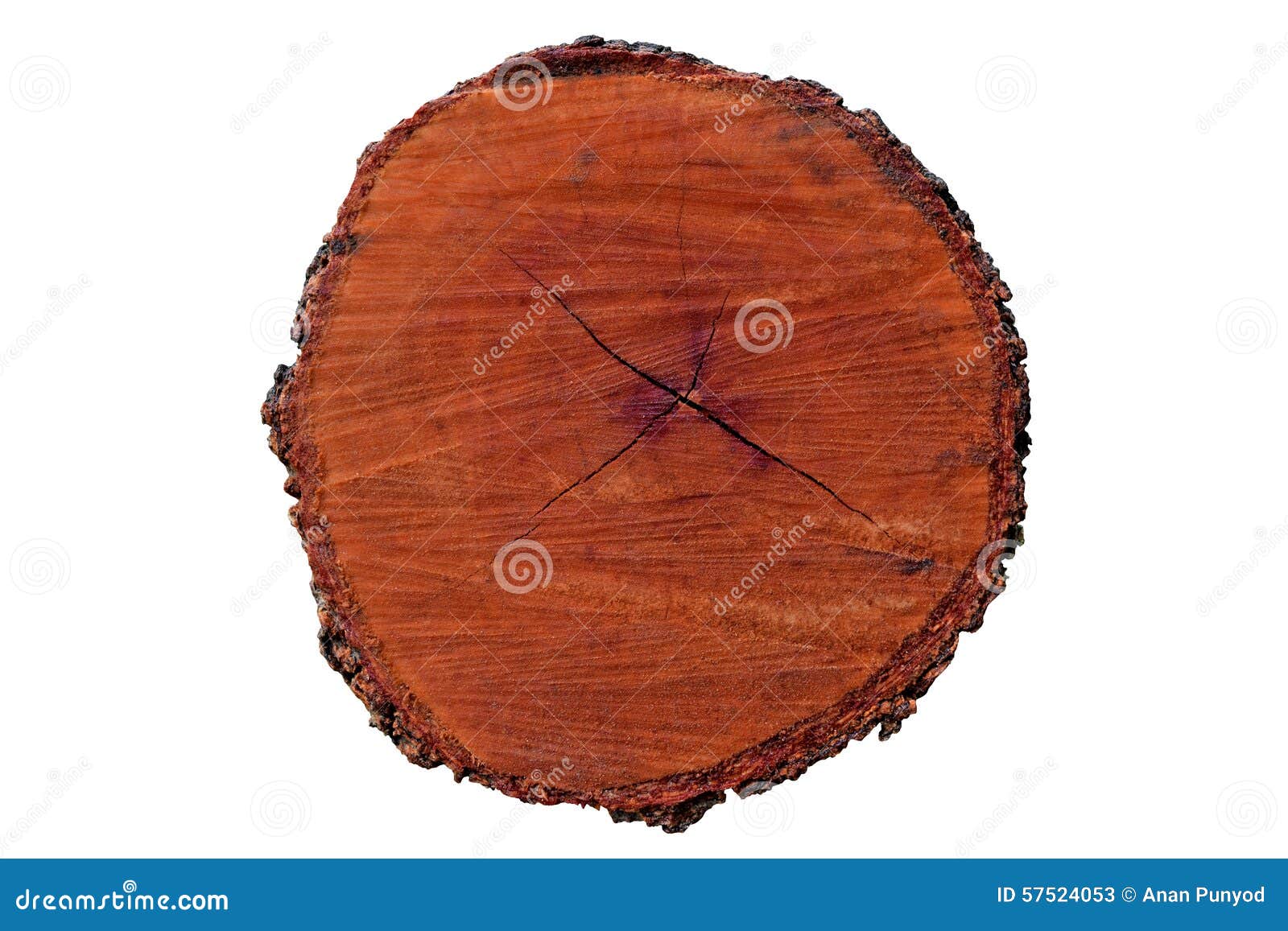 Tree Annual Ring Circle Wood (Die Cutting) Stock Image - Image of plant ...