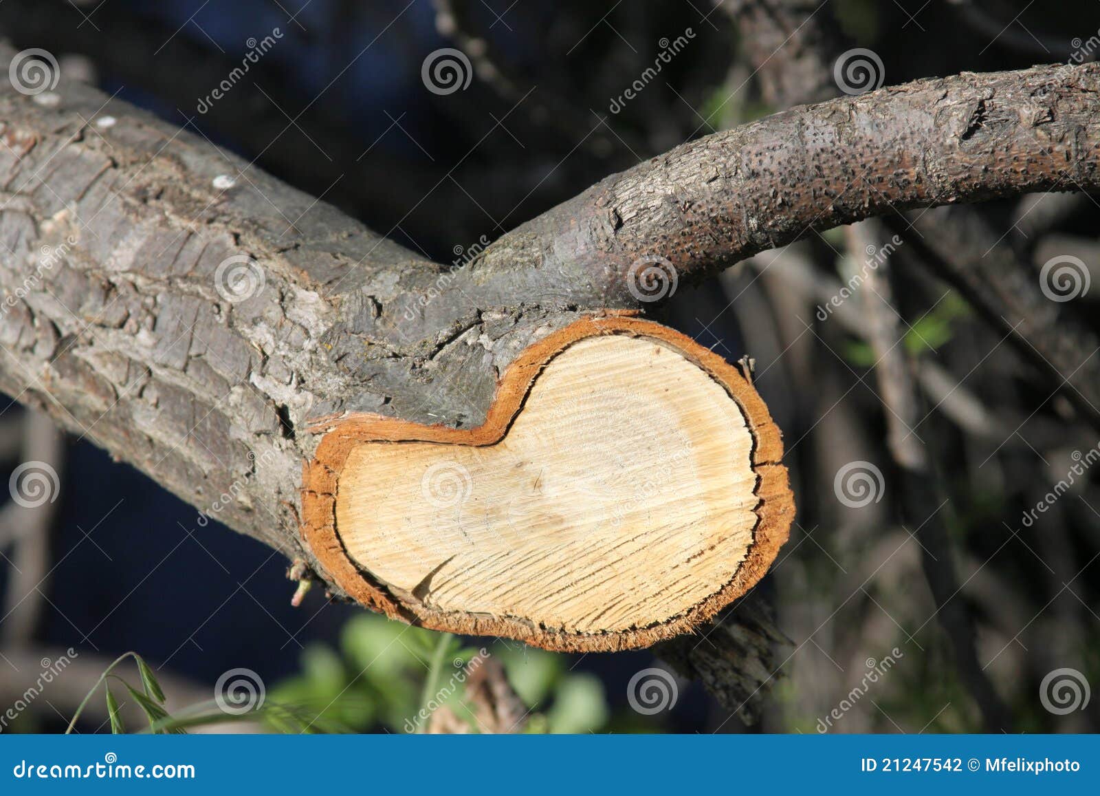 Tree Annual Rings stock photo. Image of abstract, annua - 21247542