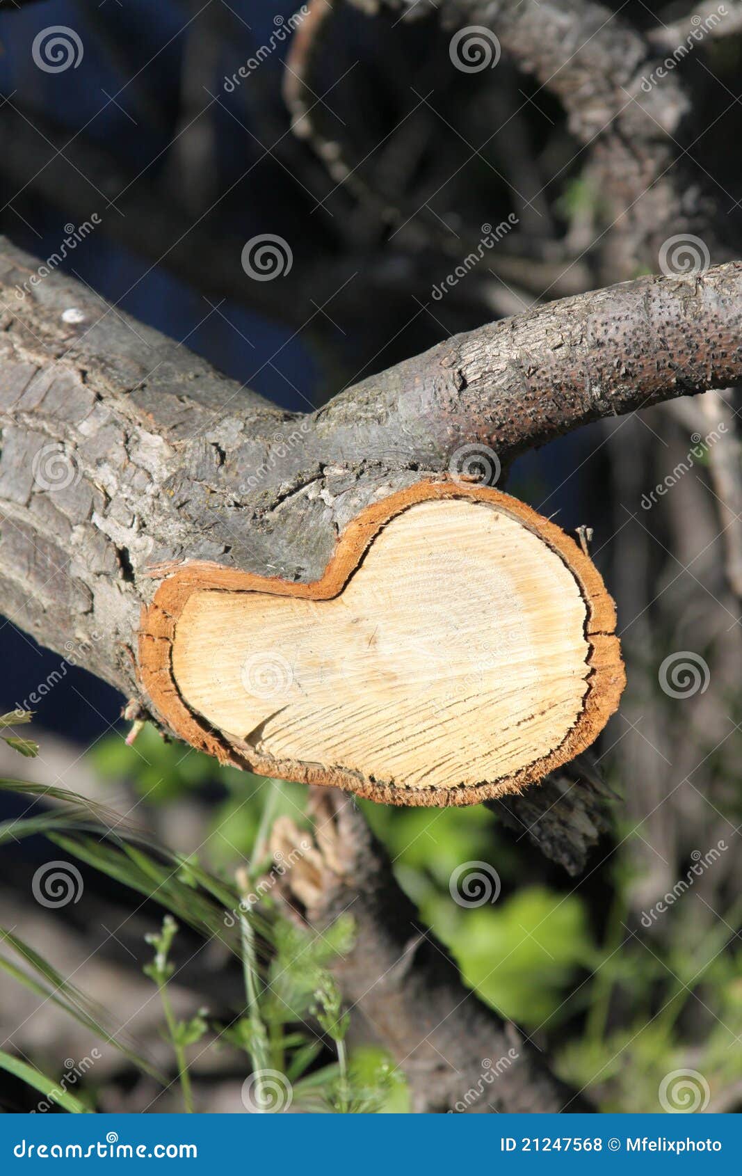 Tree Annual Rings stock photo. Image of ecology, background - 21247568