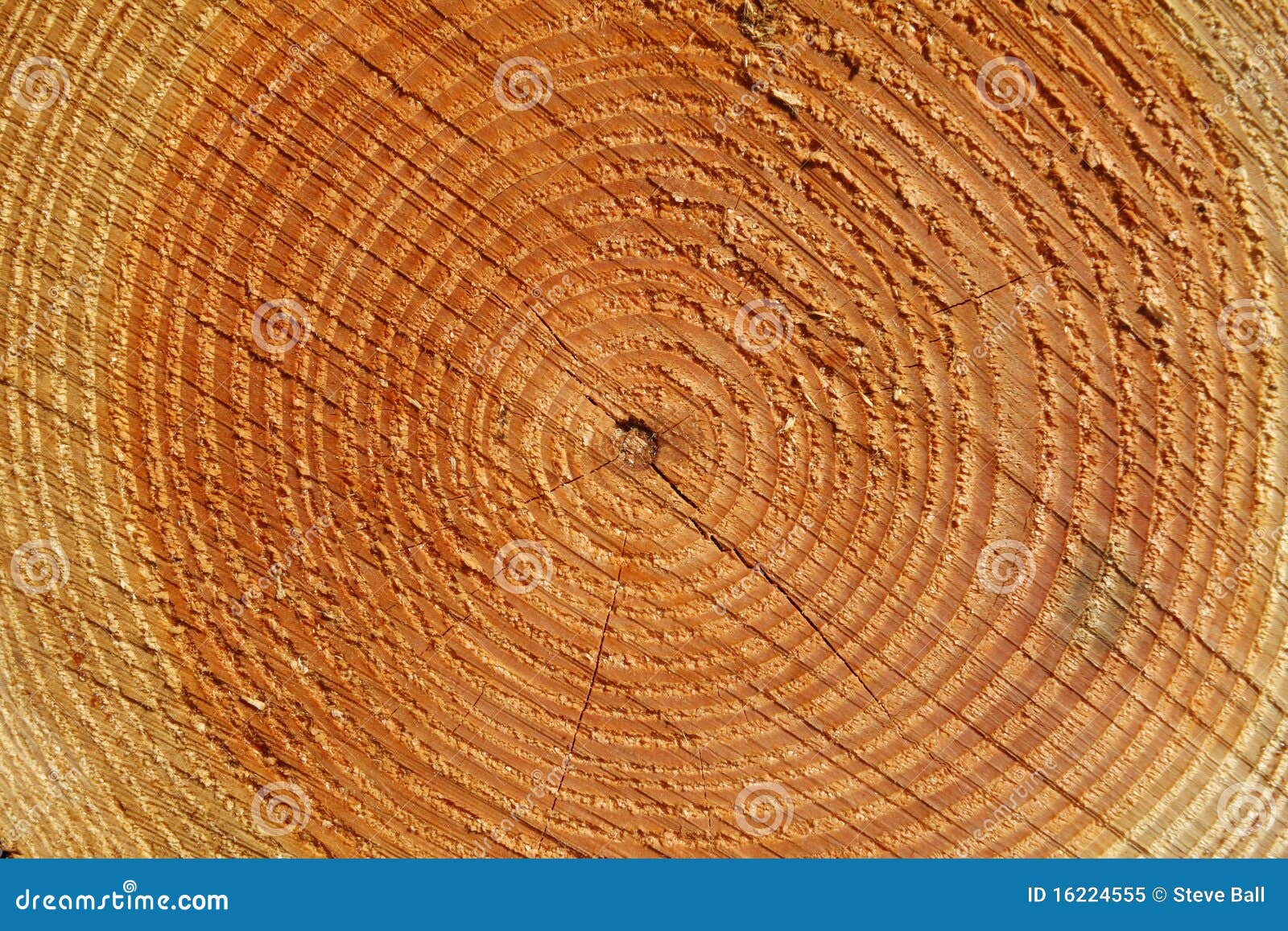 Tree annual rings close up stock image. Image of cracked - 16224555