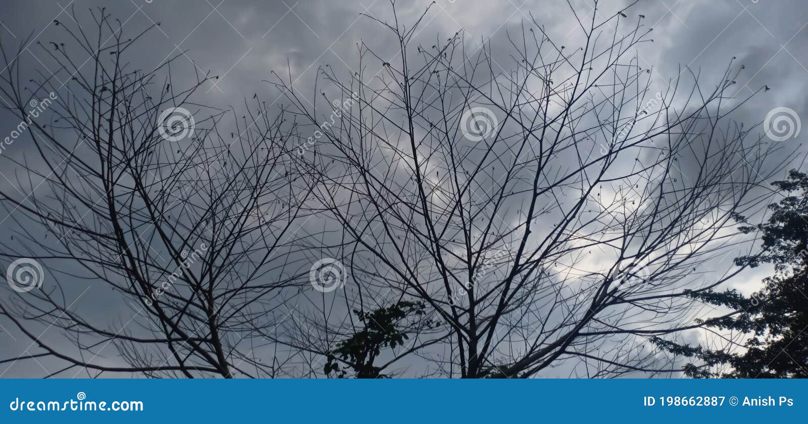 A Tree without Any Leaves during Summer and Cloudy Sky Stock Image ...