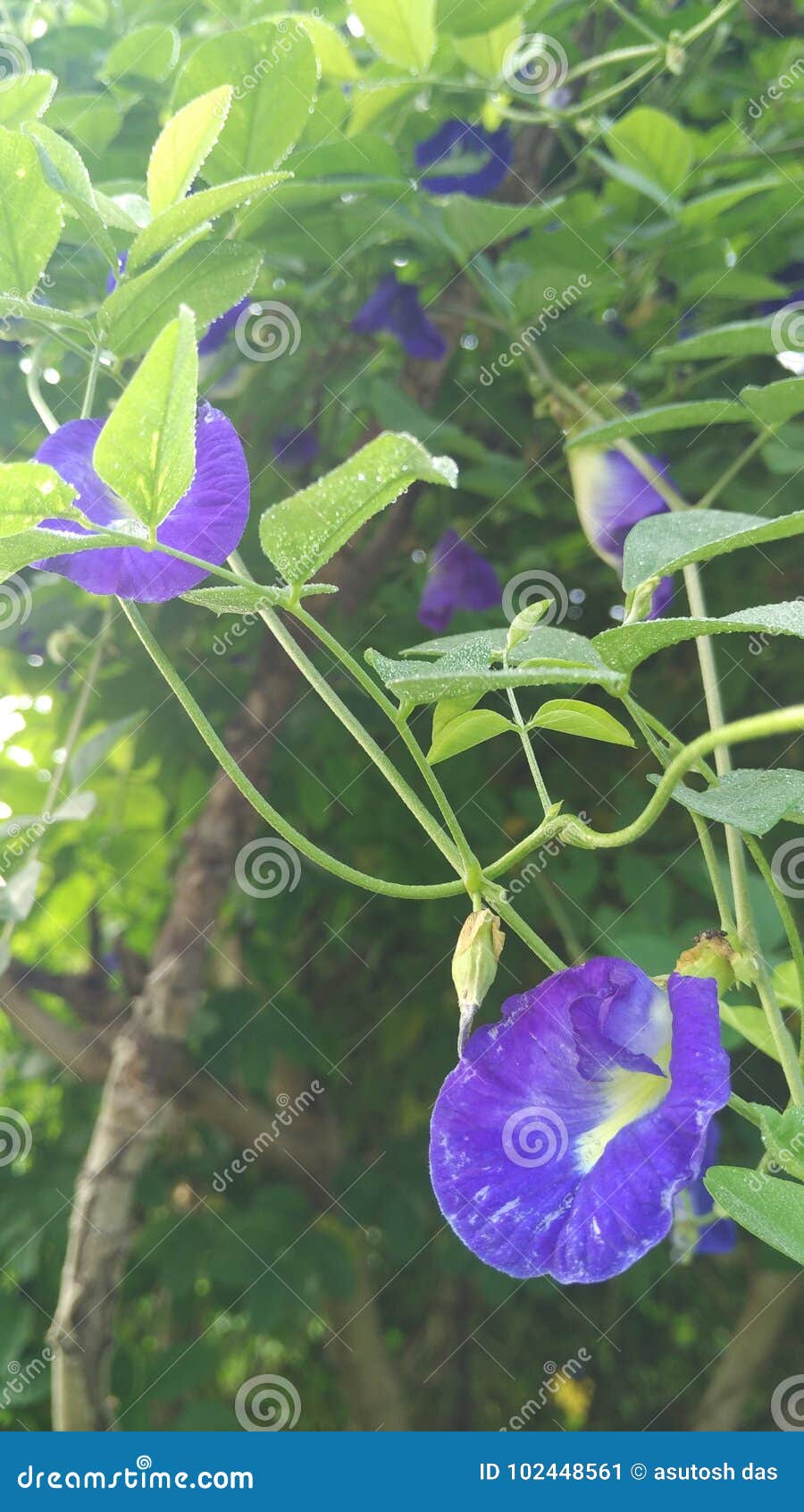 Tree of aparajitha stock image. Image of flower, aparajitha - 102448561