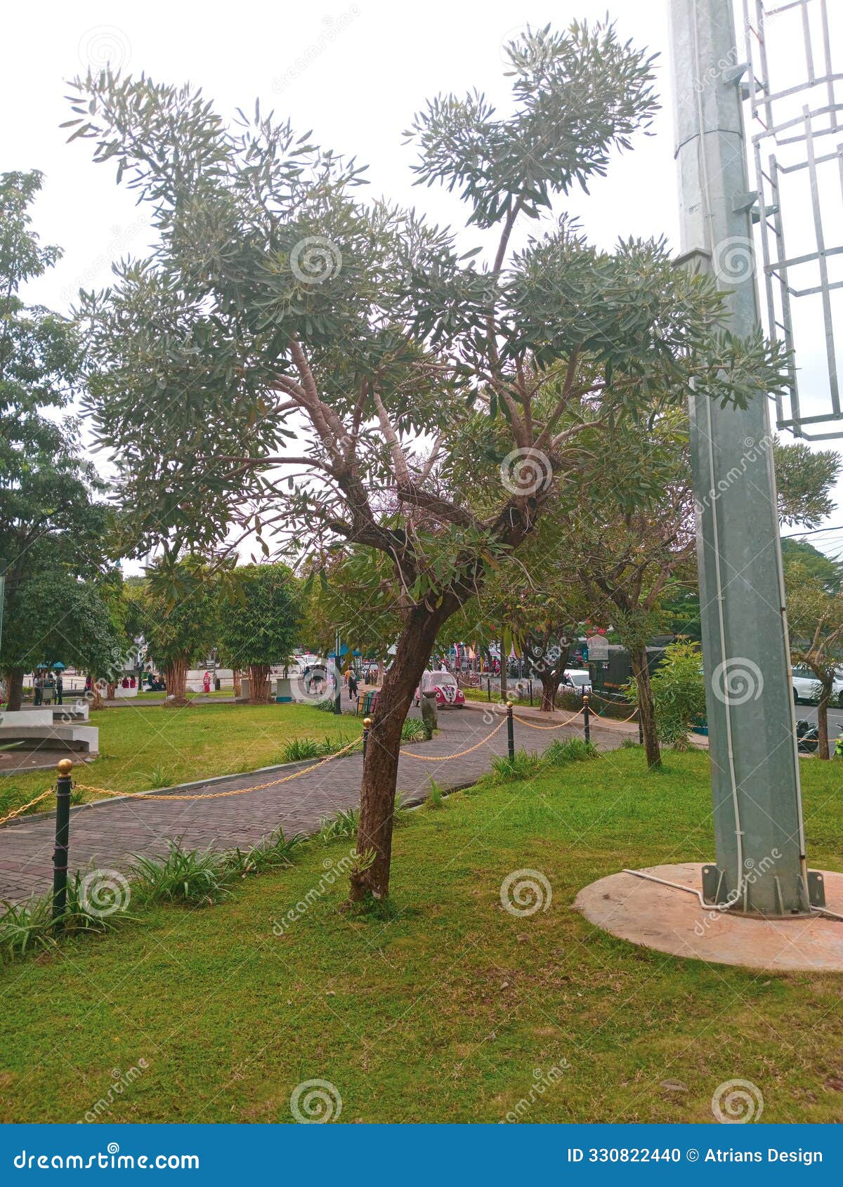 A Tree Appears To Grow Shady in the Yard Adjacent To the Pole Stock ...