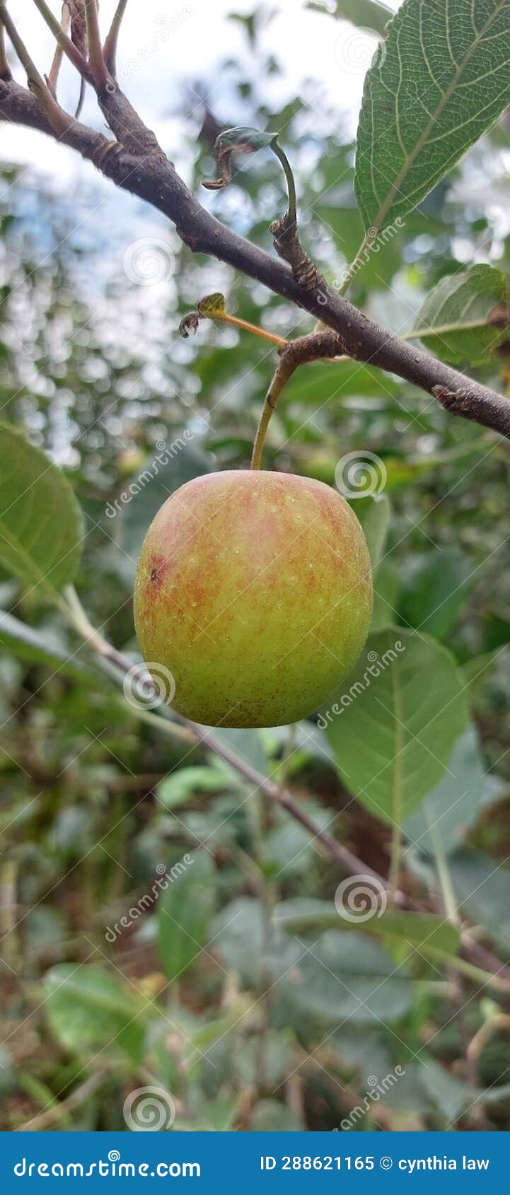 The Tree Apple Malang from Indonesia Stock Image - Image of tree, twig ...