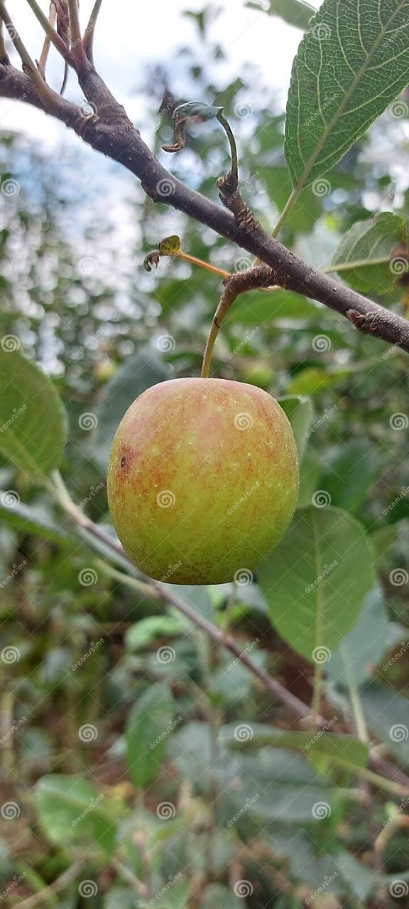 The Tree Apple Malang from Indonesia Stock Image - Image of tree, twig ...
