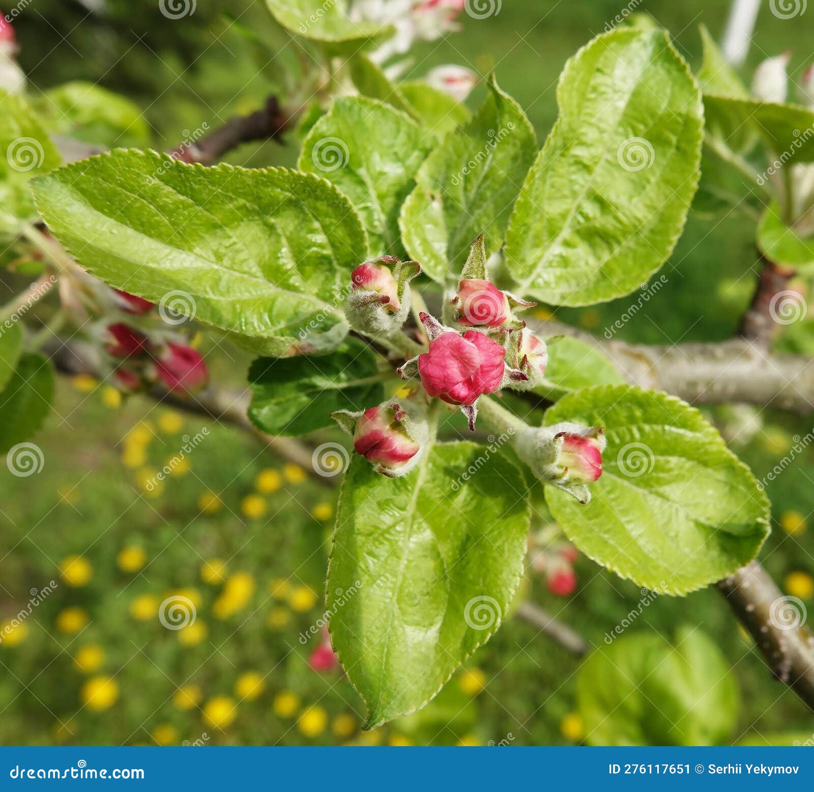 Tree Apple Tree Spring Flowering Stock Image - Image of background ...