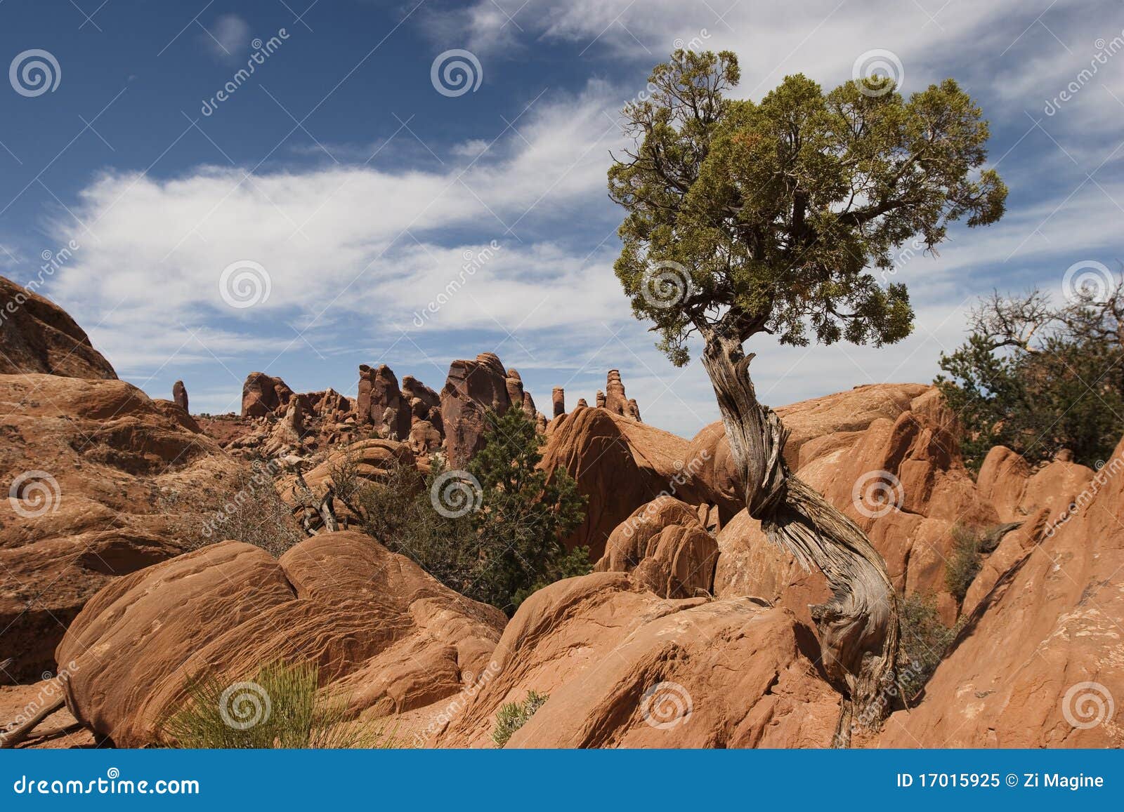 Tree at Arches National Park Stock Image - Image of tree, panoramic ...