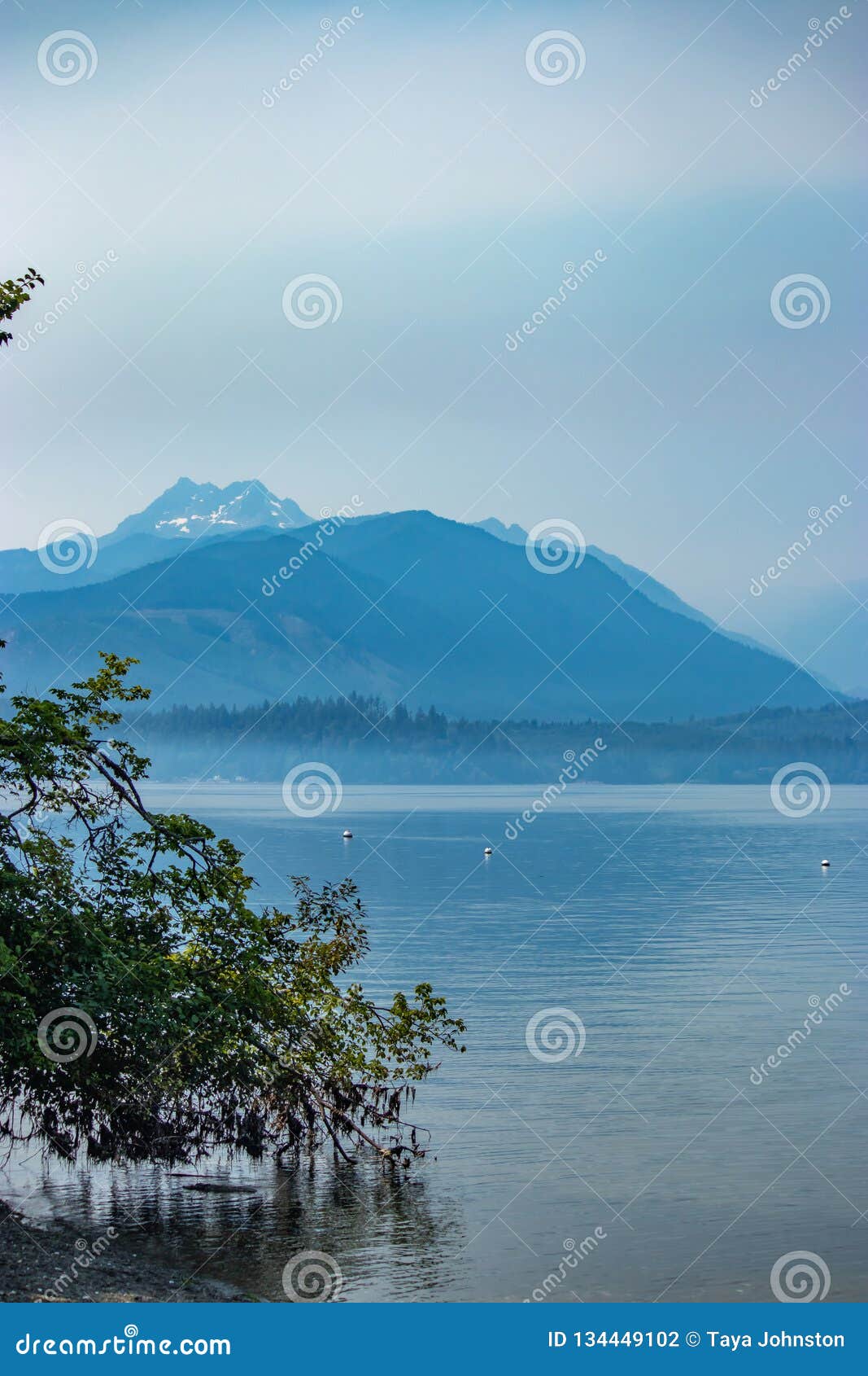 Tree Arching Over the Waters of Puget Sound on the Left of Frame Stock ...