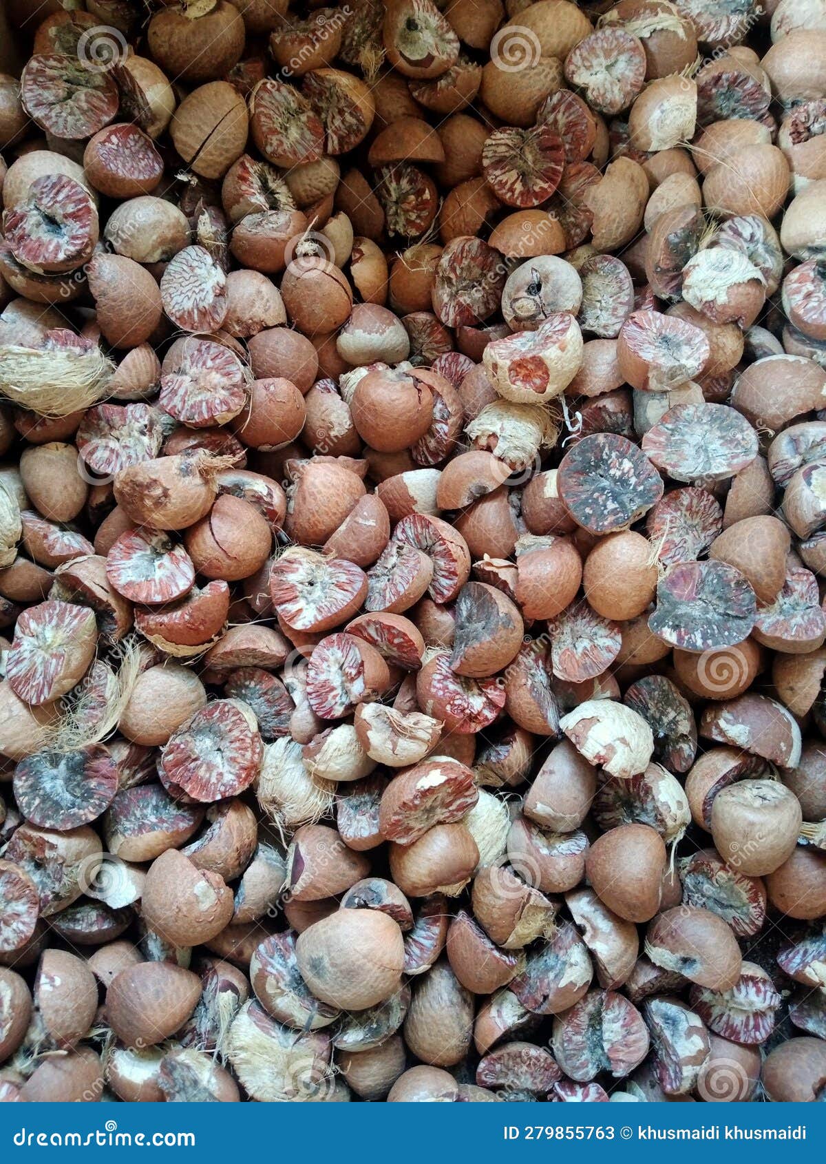 Areca nut stock image. Image of abstrack, arecanut, areca - 279855763