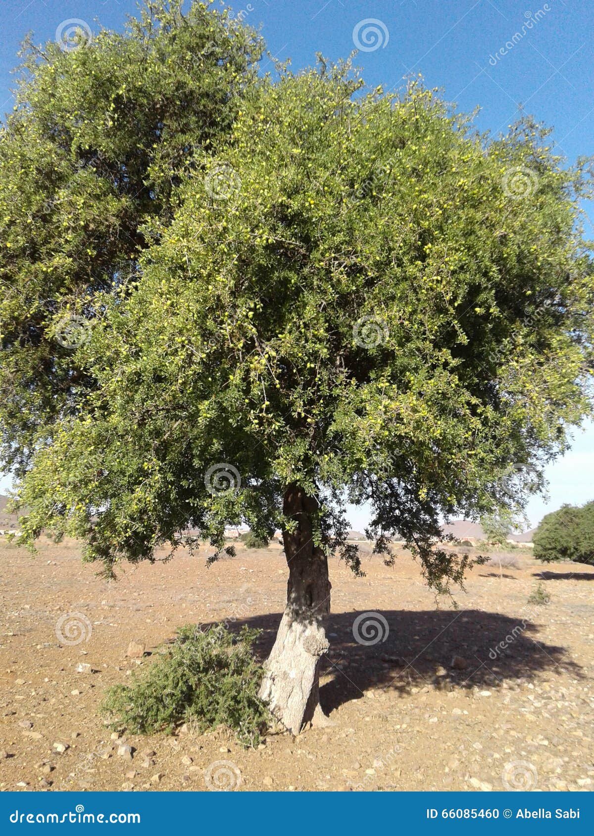 Tree Argan stock photo. Image of argan, morocco, tree - 66085460