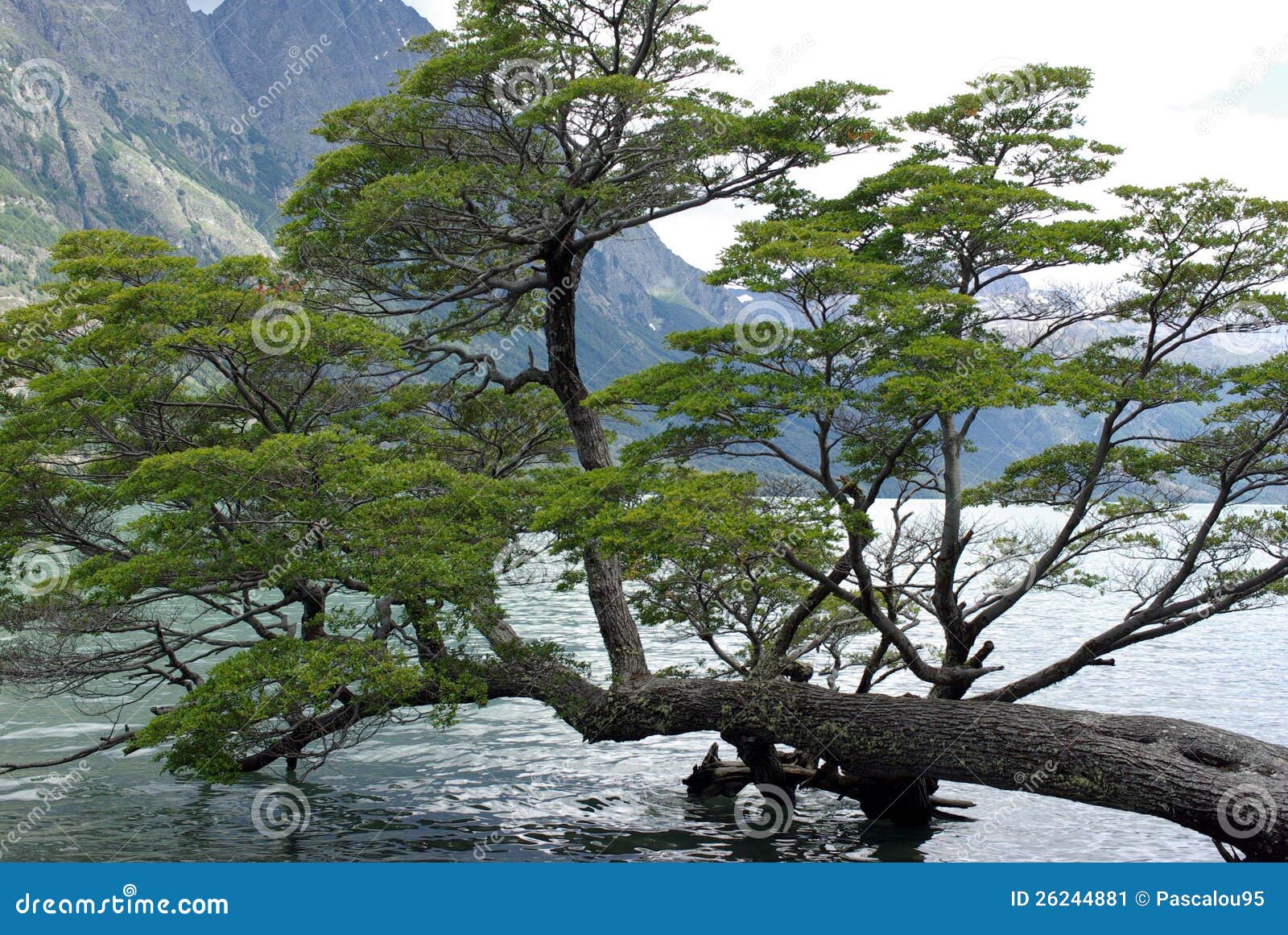 Tree, Argentina stock image. Image of plant, nature, fuego - 26244881