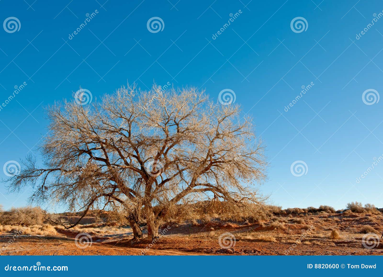 Tree in Arizona desert stock photo. Image of solitary - 8820600