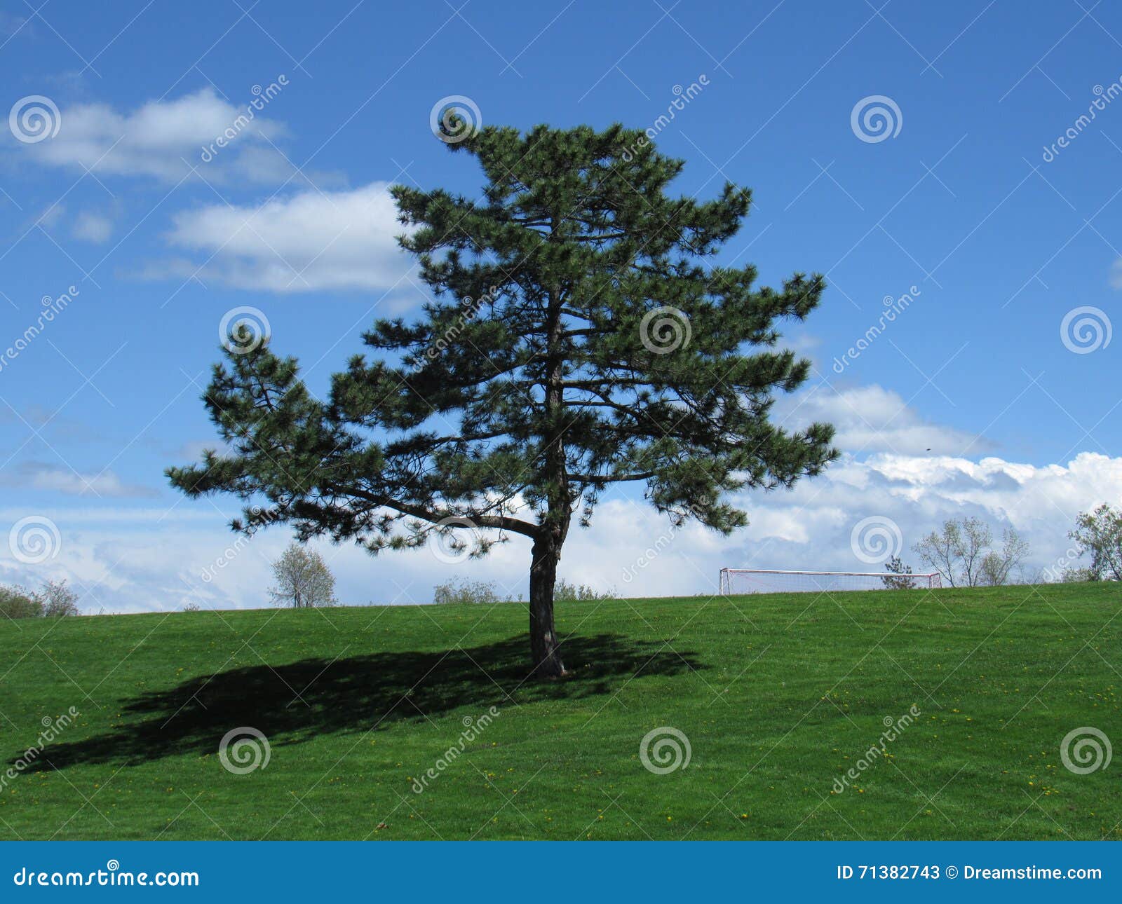 Tree stock image. Image of tree, area, nature - 71382743