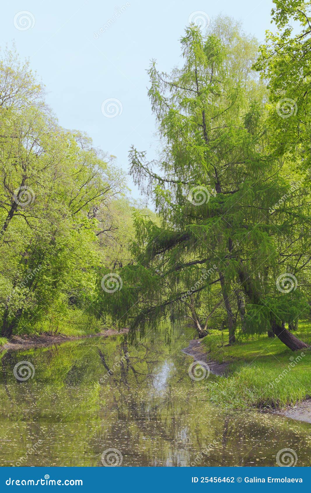 Tree around pond stock photo. Image of season, russia - 25456462
