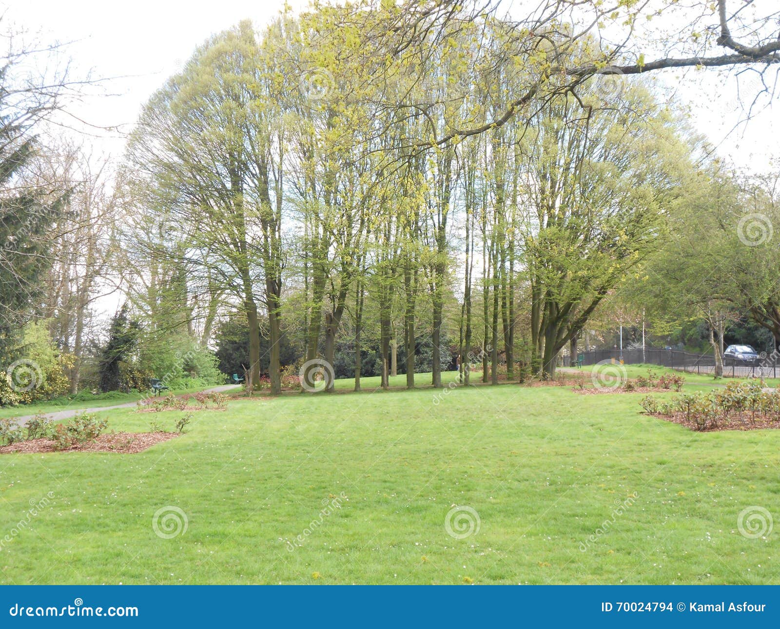 Tree arrangement stock photo. Image of grass, arrangement - 70024794