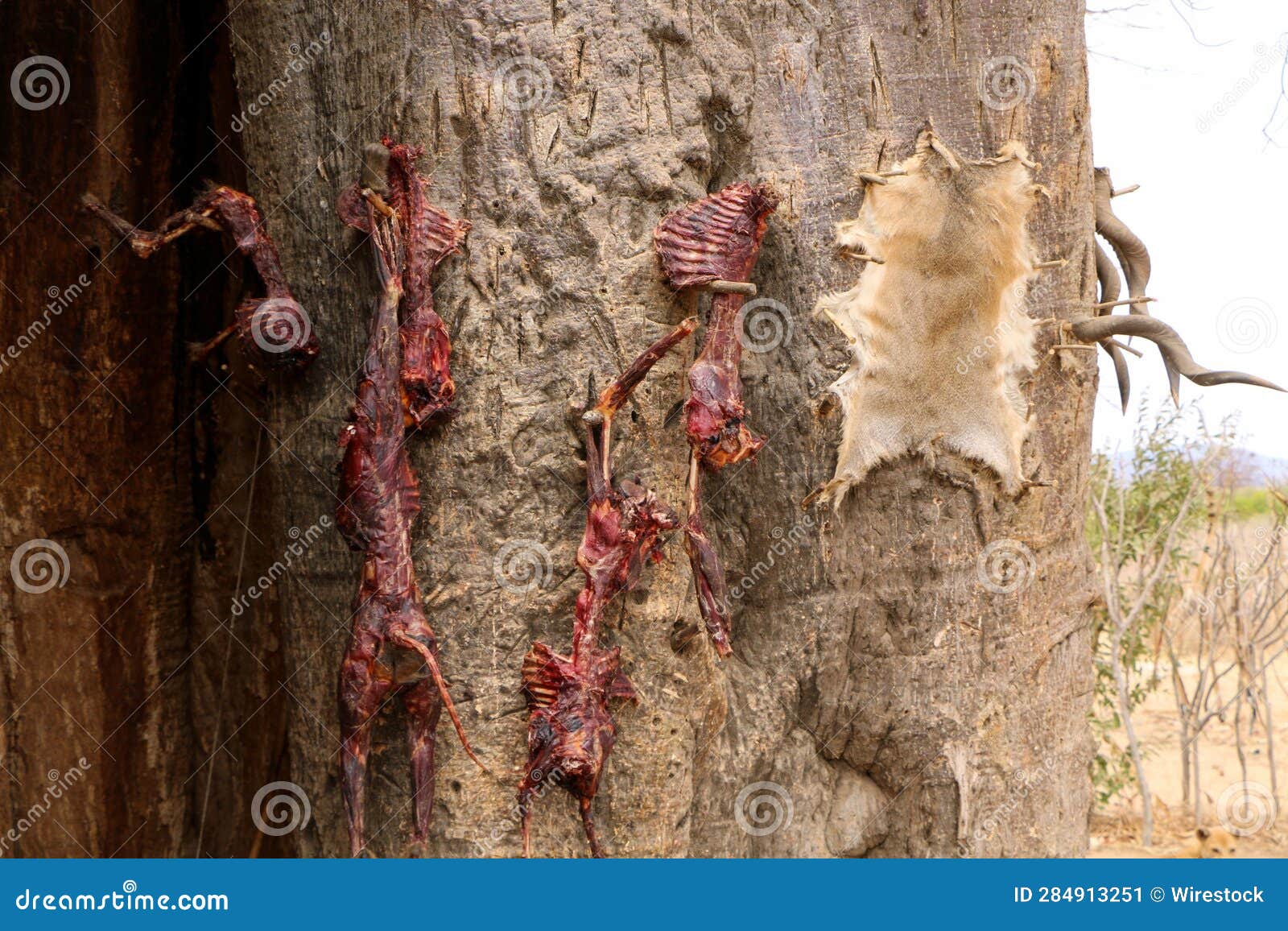 Tree with an Array of Dead Animals Collected for Food, Hung from Its ...