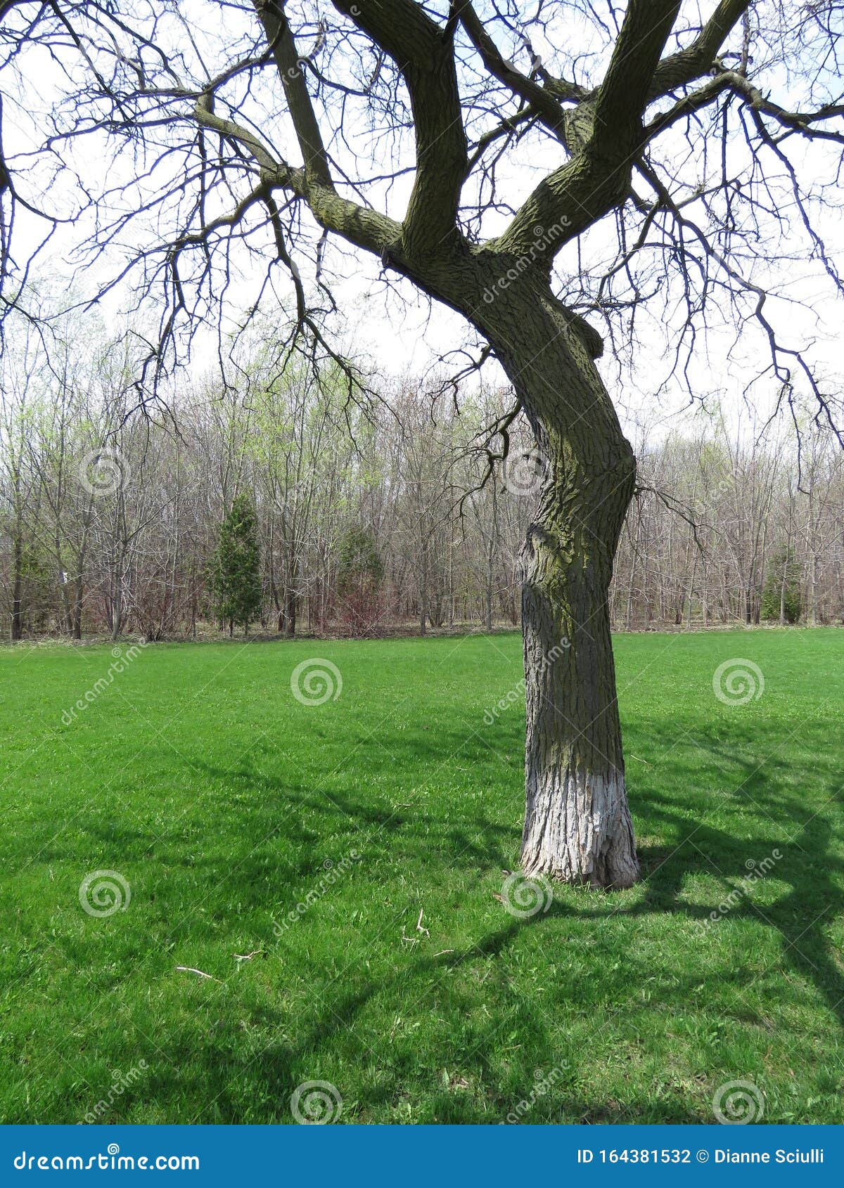 Tree Art stock photo. Image of shadows, spring, nature - 164381532