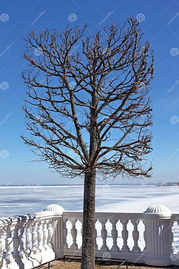 A Tree with an Artificially Formed Square Crown in the Park in Early ...