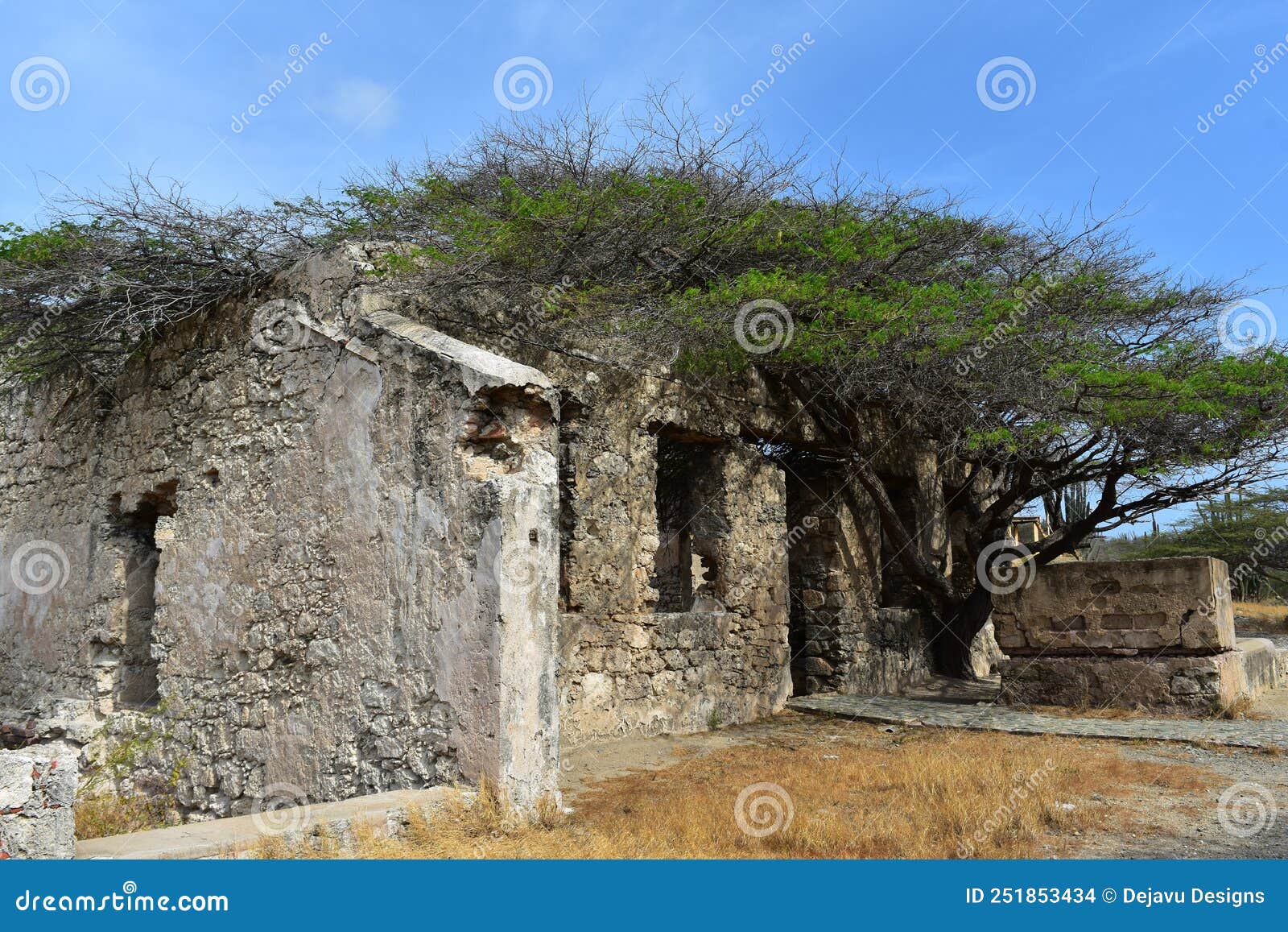 Tree in Aruba Growing through Gold Mill Ruins Stock Photo - Image of ...