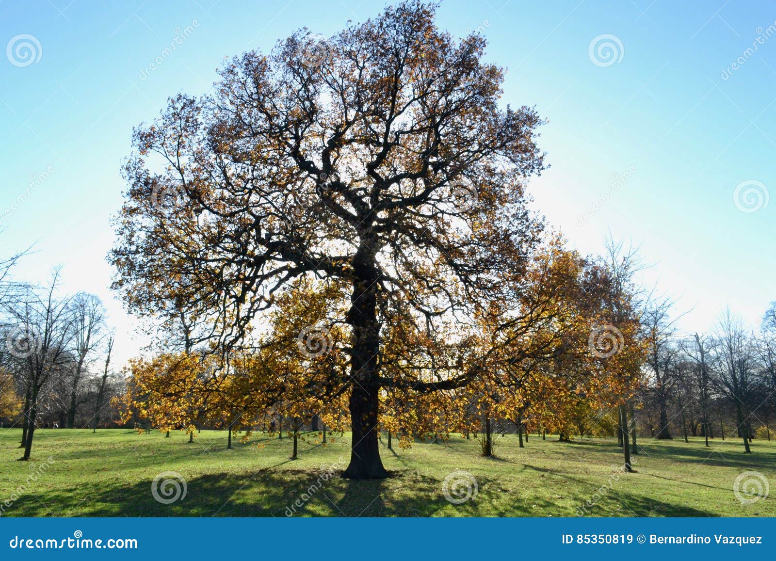 The tree as ideas stock image. Image of ideas, tree, strong - 85350819