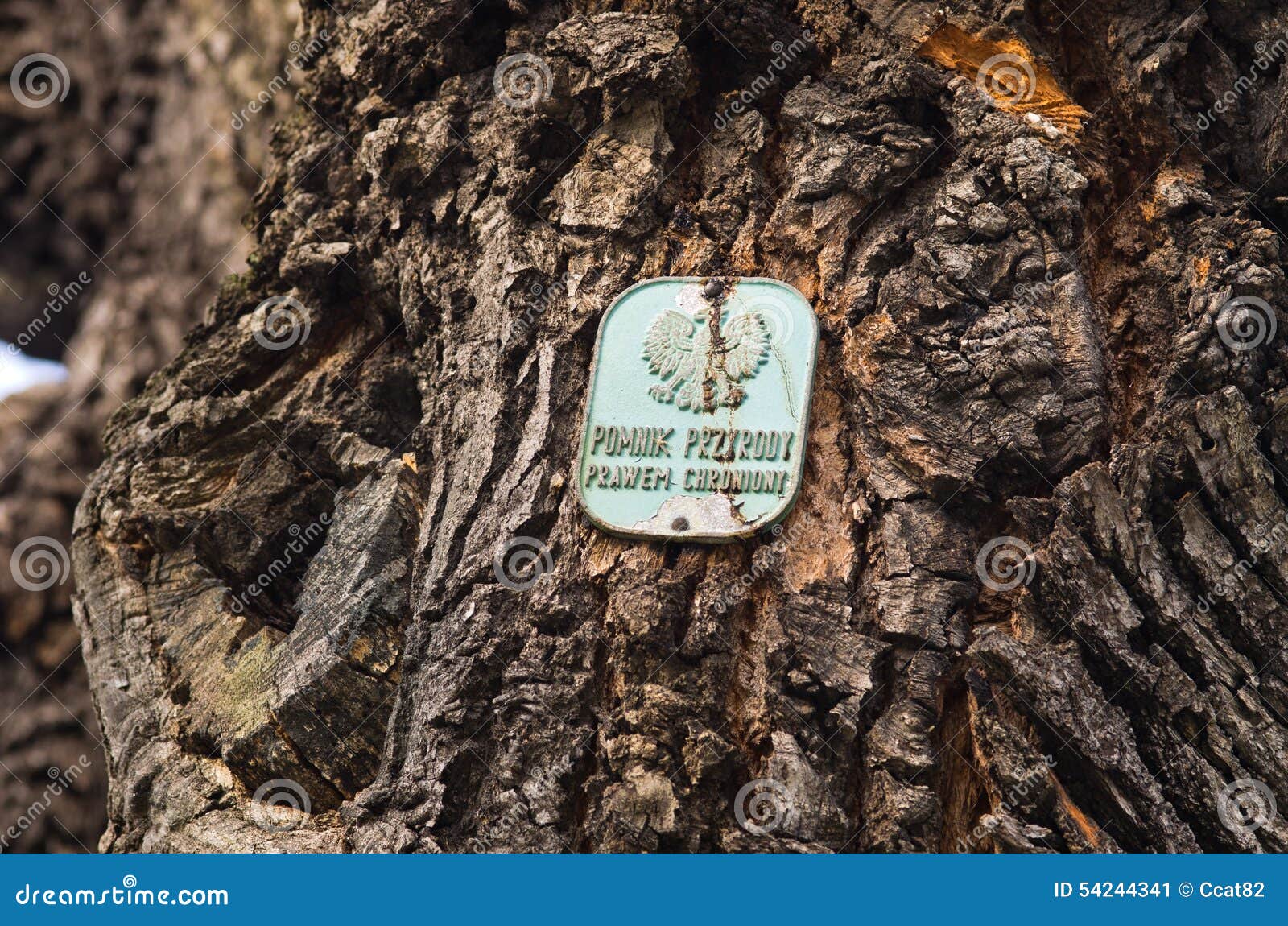 Tree As Natural Monument in Poland Stock Image - Image of bark, pomnik ...