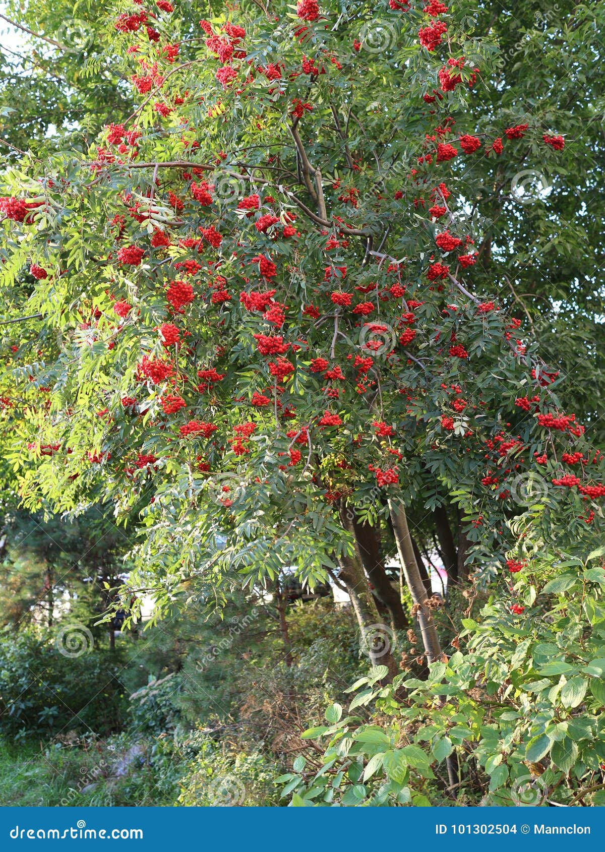 Tree ashberry stock photo. Image of blossom, beauty - 101302504