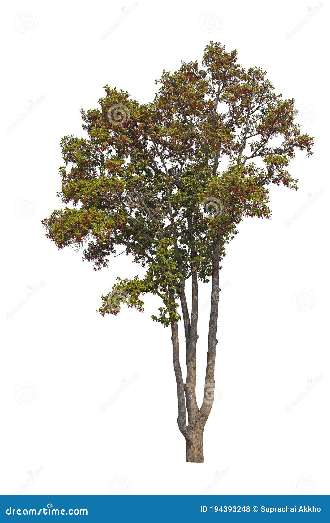 Tree in Asia Isolated Background Stock Photo - Image of jungle, leafs ...