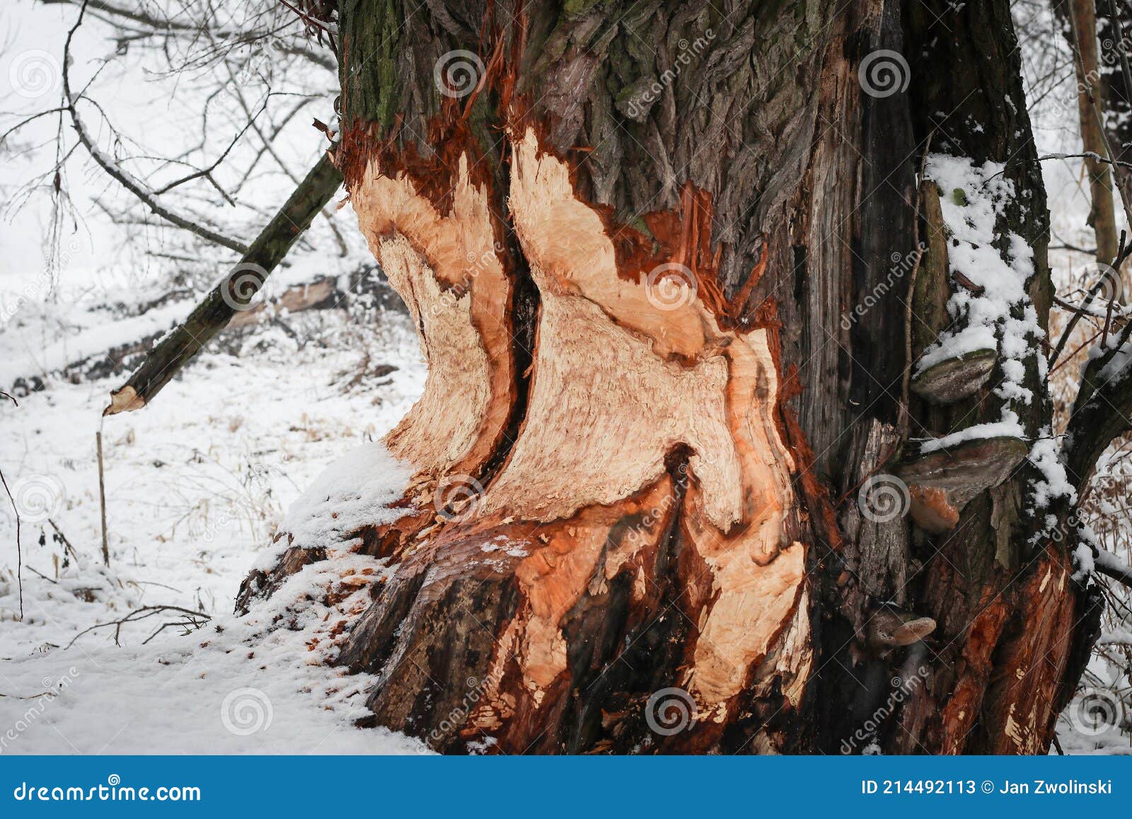 Tree ate by beaver stock image. Image of ecology, mark - 214492113