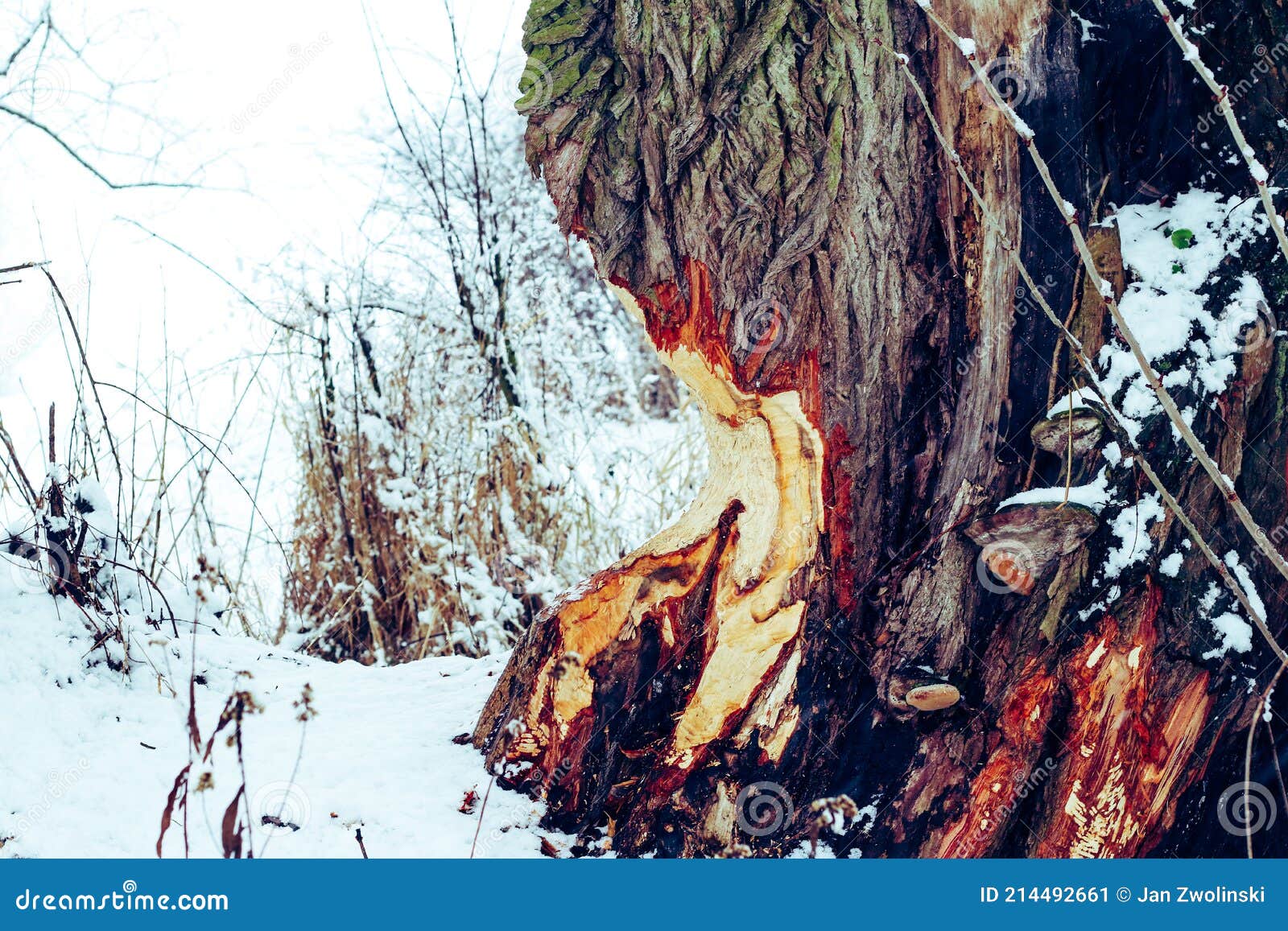 Tree ate by beaver stock image. Image of snow, eating - 214492661