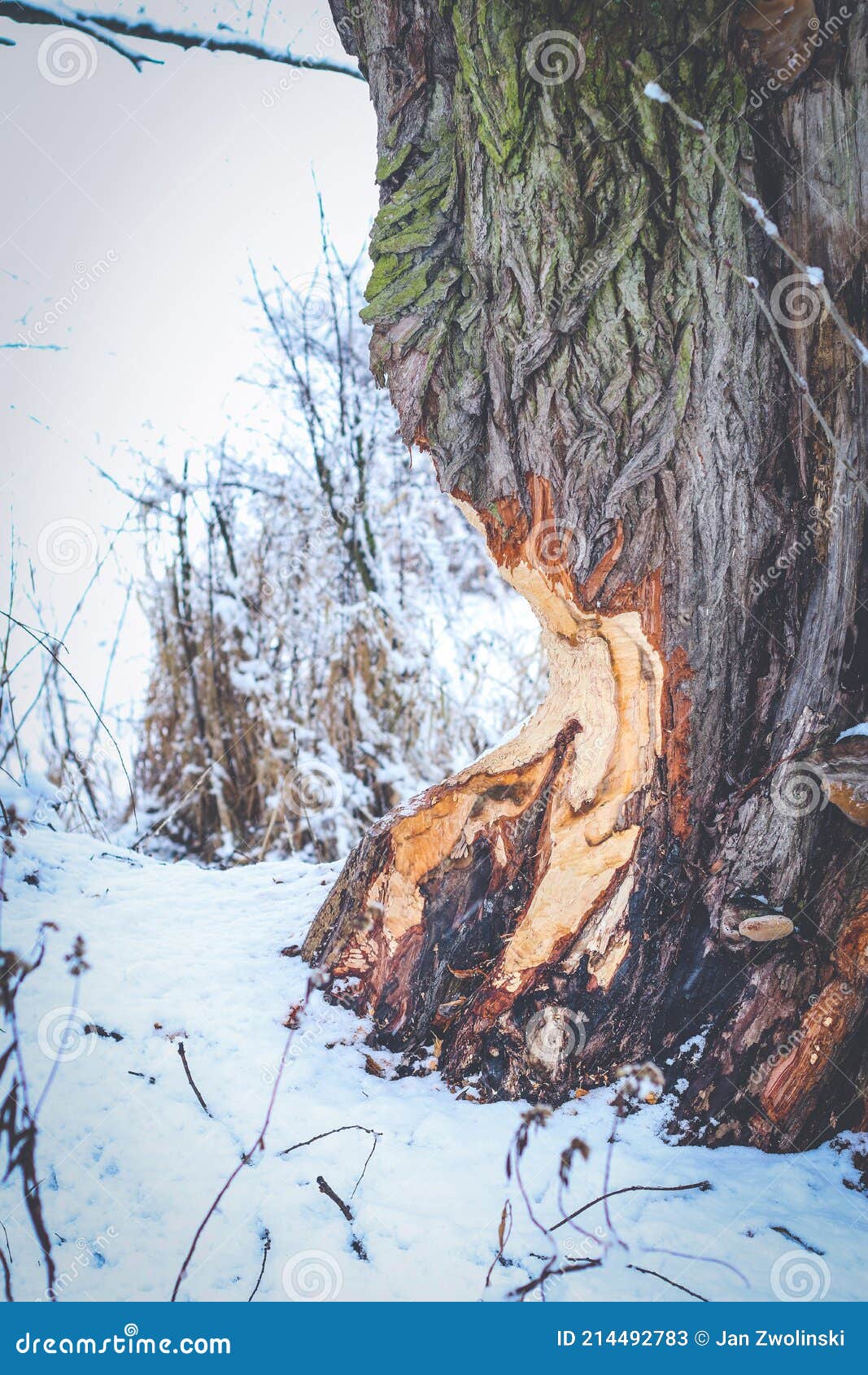 Tree ate by beaver stock image. Image of damage, ecosystem - 214492783