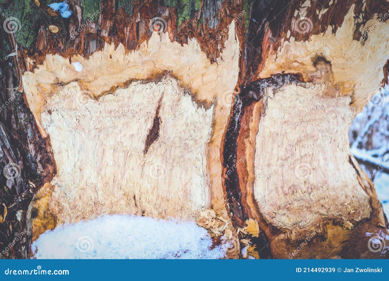 Tree ate by beaver stock image. Image of outdoor, snow - 214492939