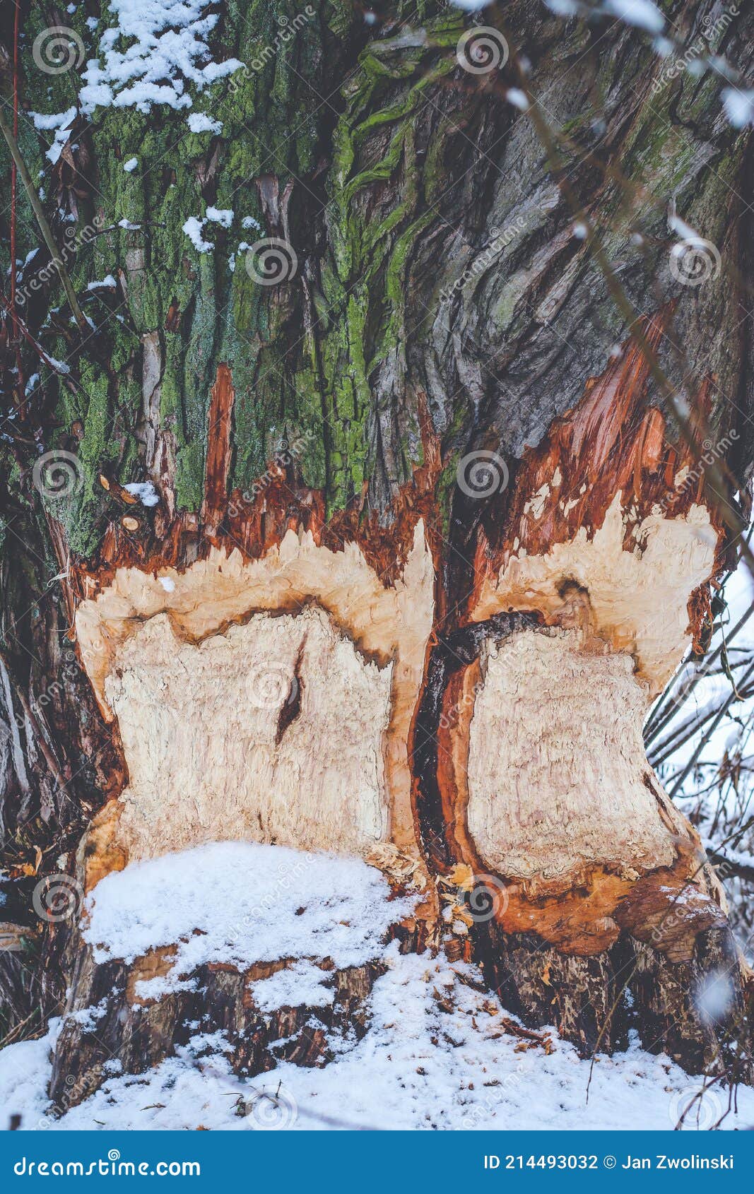 Tree ate by beaver stock photo. Image of animals, freshly - 214493032