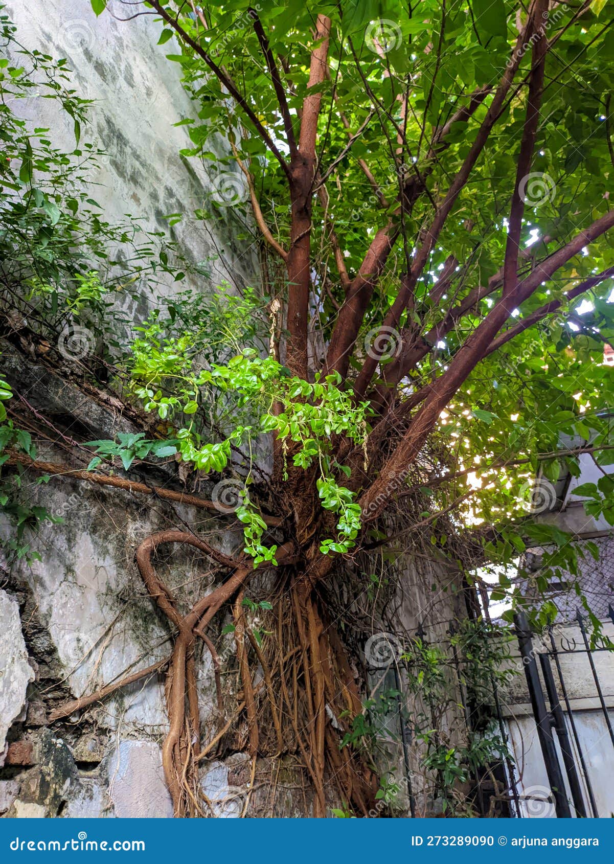 A Tree Attached or Vines on a Wall Stock Photo - Image of closeup ...