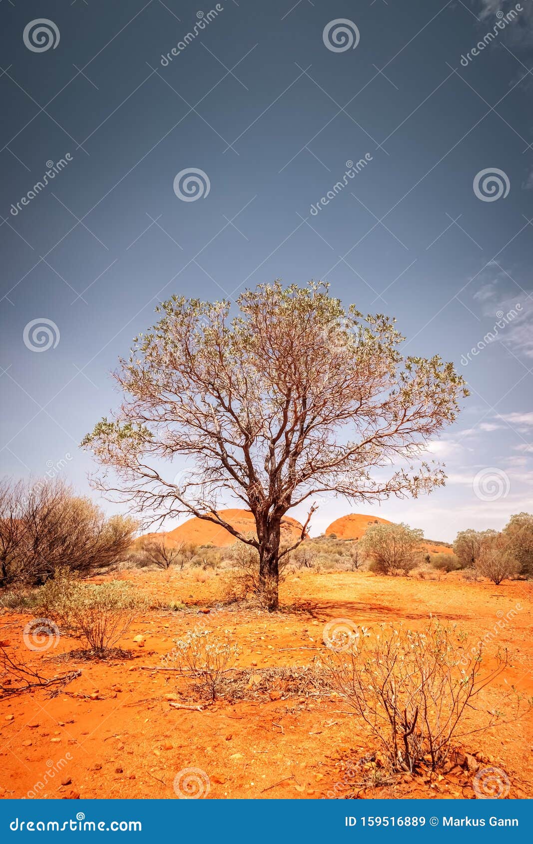 Tree of the Australia Outback Stock Image - Image of sand, space: 159516889