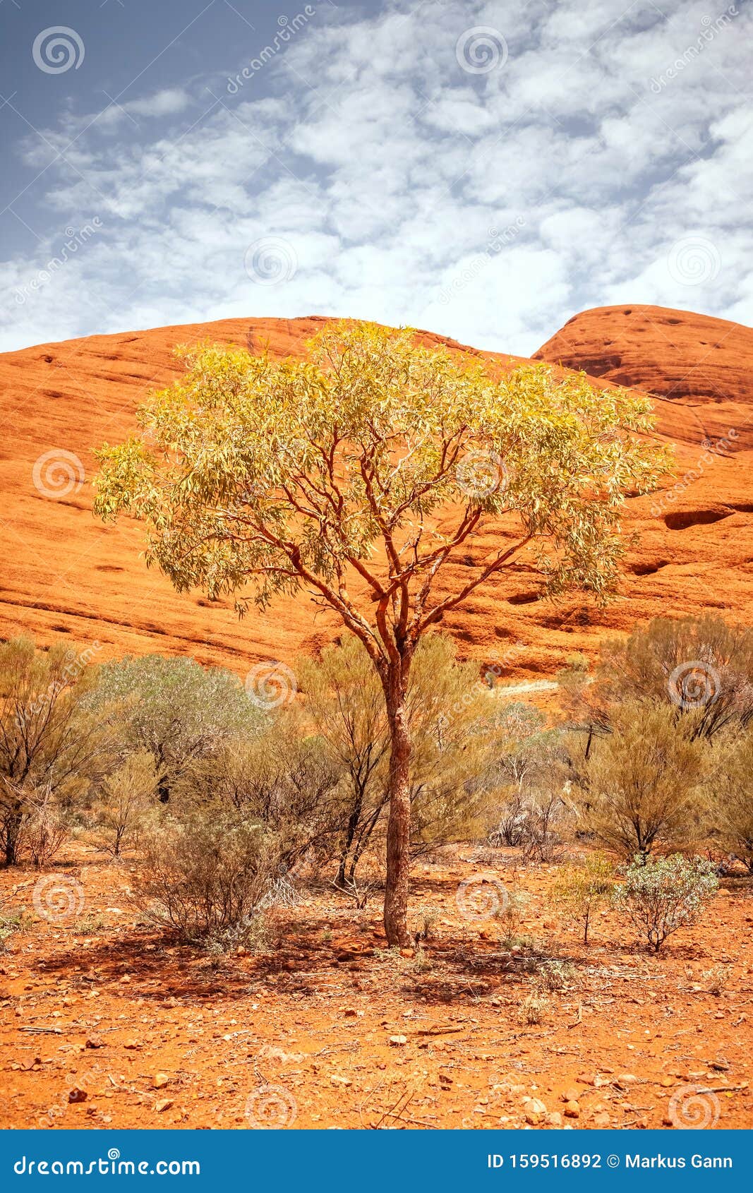 Tree of the Australia Outback Stock Photo - Image of background, bush ...