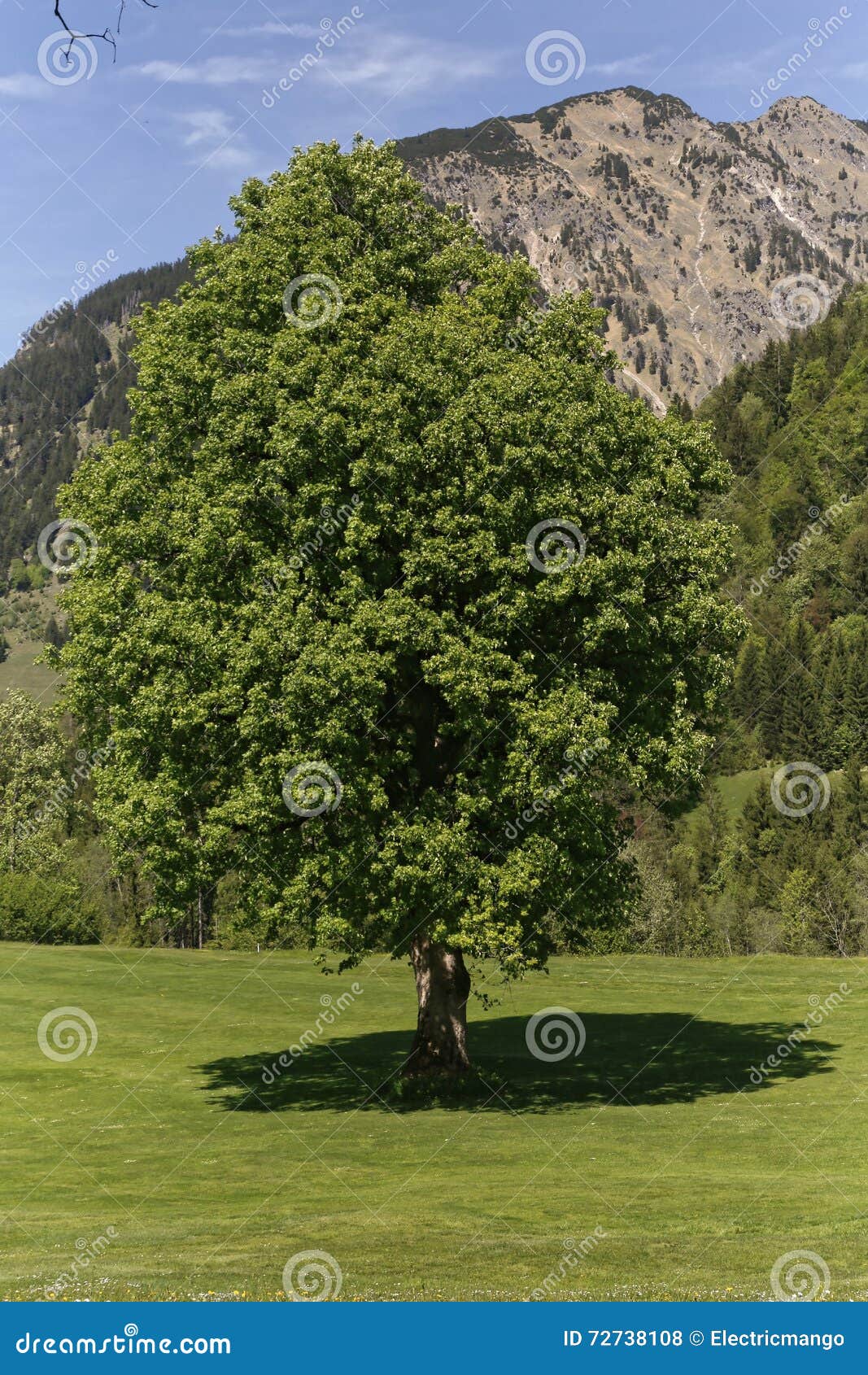 Tree in the austrian alps stock photo. Image of germany - 72738108