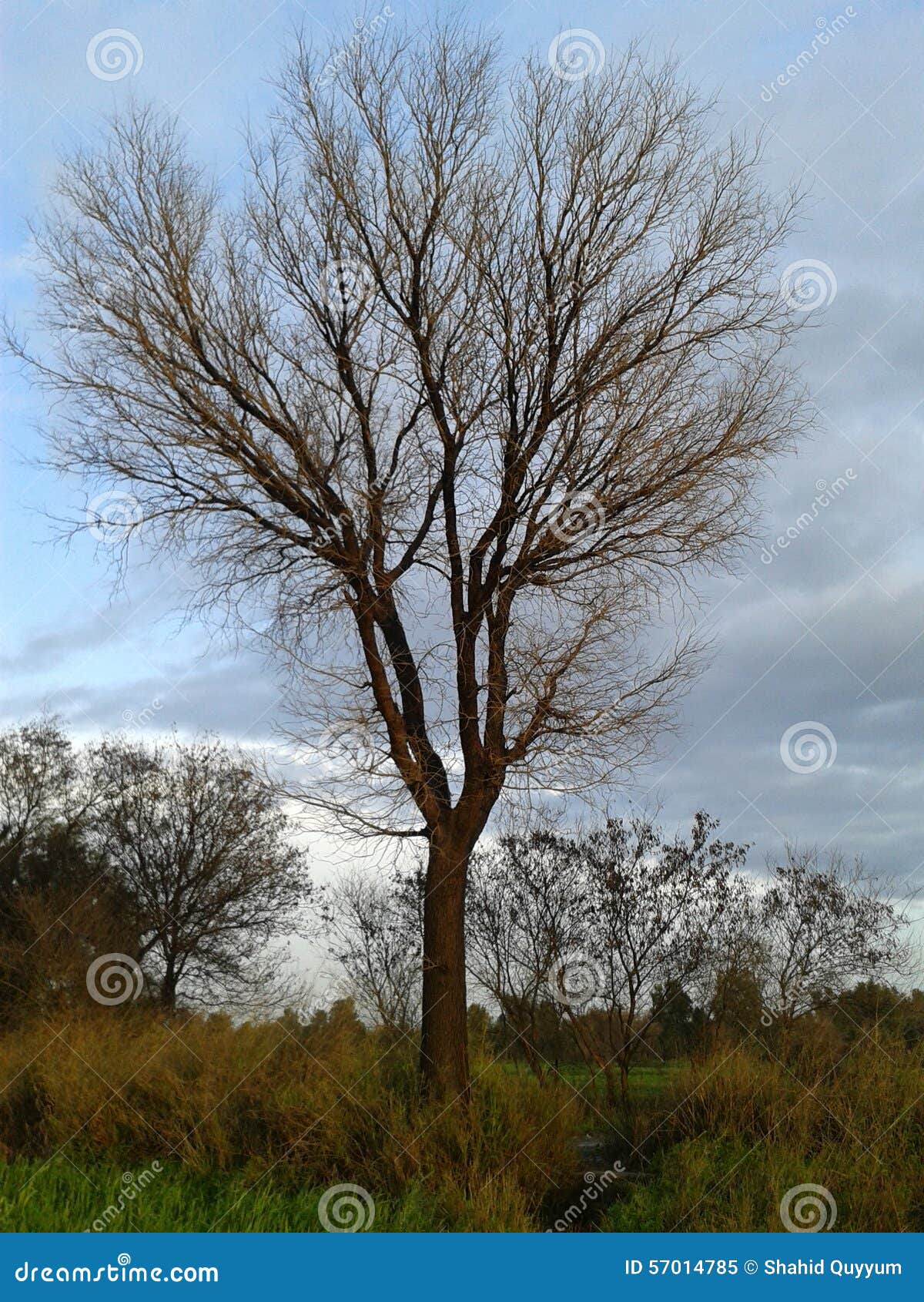 Beautiful Leaveless Tree In Blue Sky Background Hd Stock Photography ...