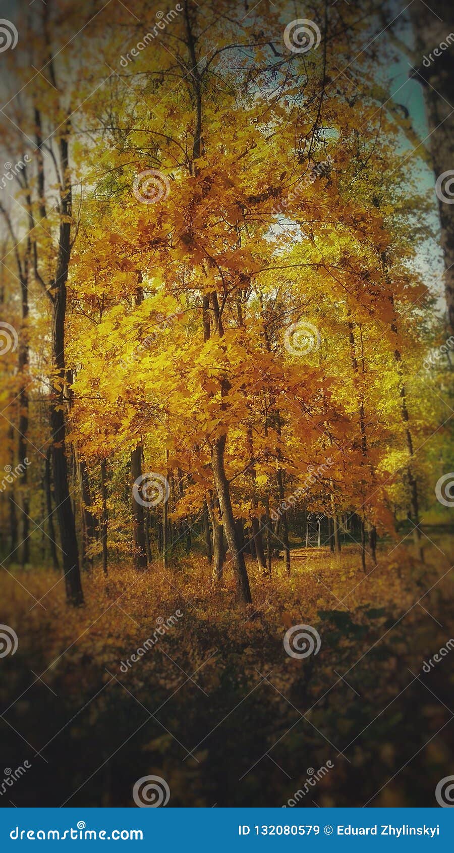 Tree stock image. Image of tree, autmn, park, colour - 132080579