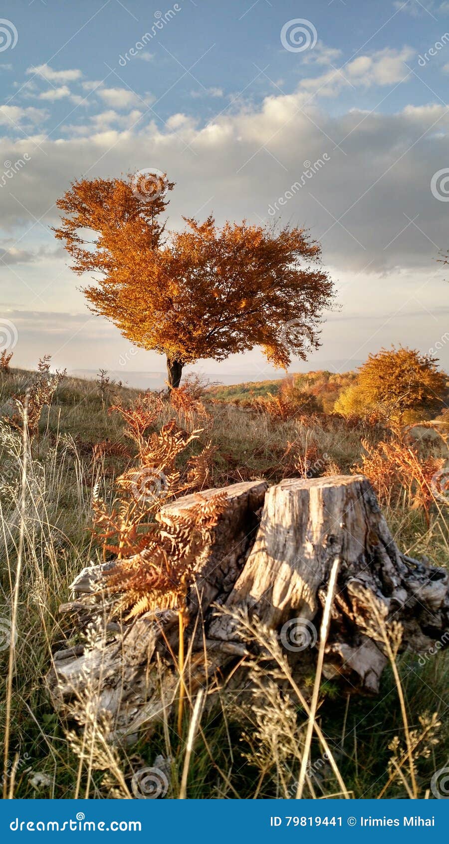 Tree Autum Log Clouds Sunset Stock Image - Image of vegetation, plant ...