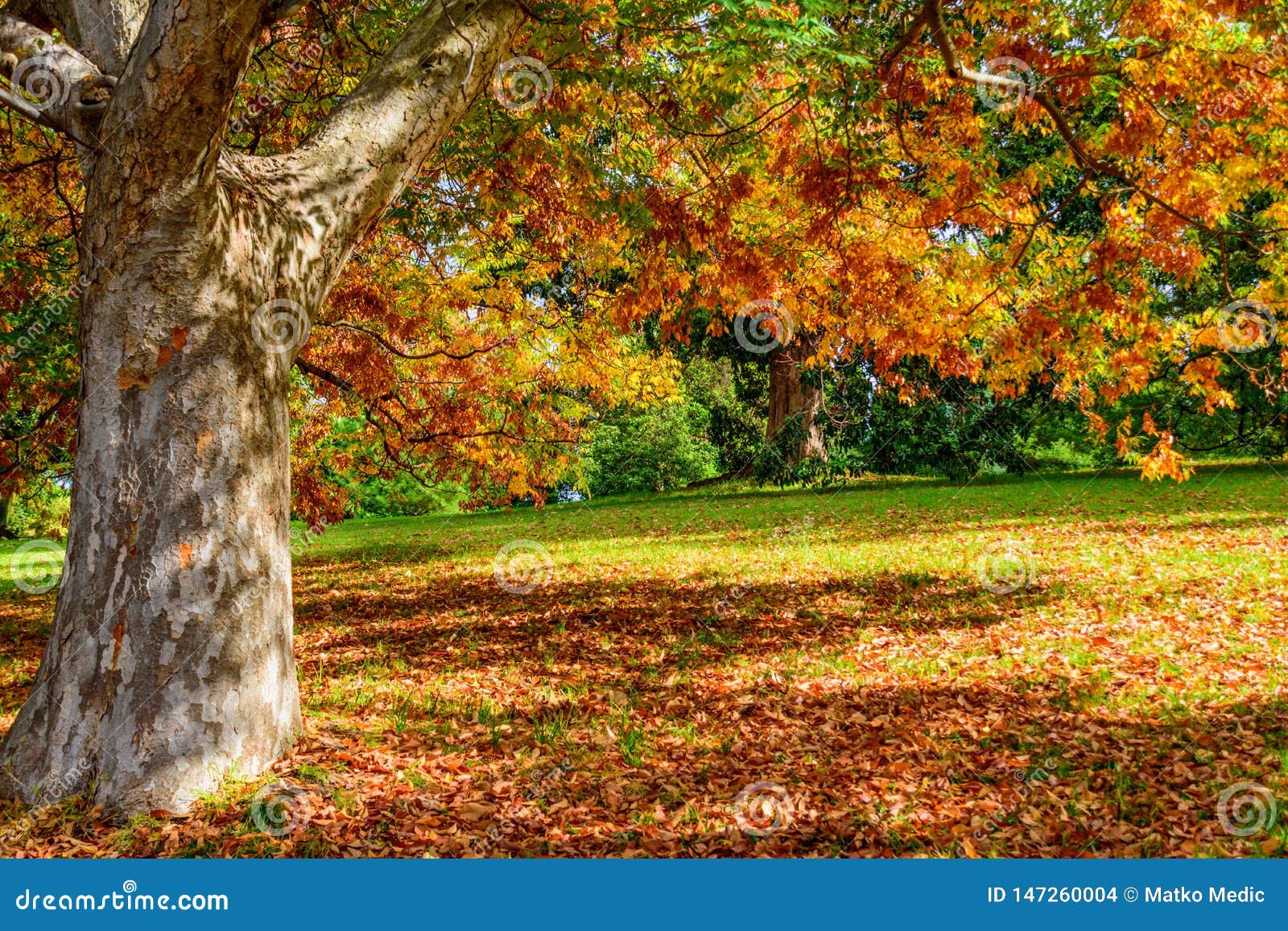 Shades of Autumn Tree and Leaves Stock Photo - Image of colourful ...