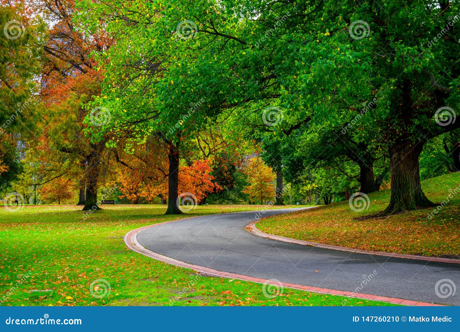 Pathway in the Park and Trees in Autumn Stock Photo - Image of gold ...