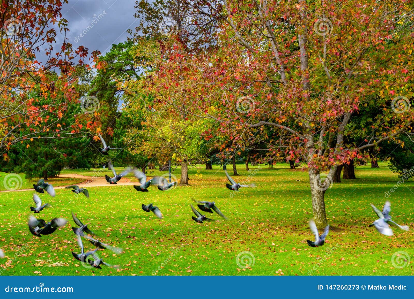 Pigeons and Trees in Autumn Stock Image - Image of leaves, autumn ...