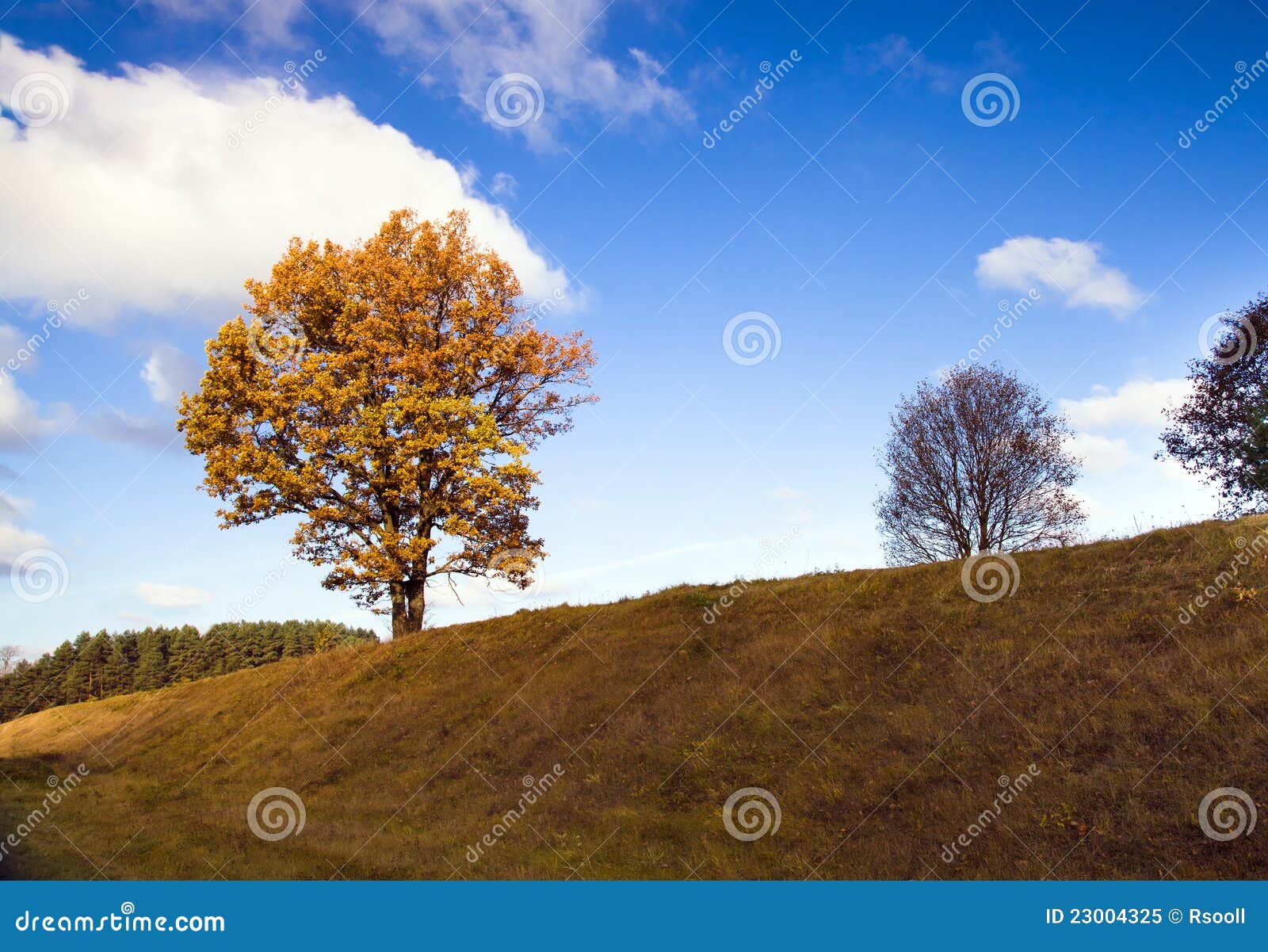 Tree in the autumn stock image. Image of lonely, autumn - 23004325