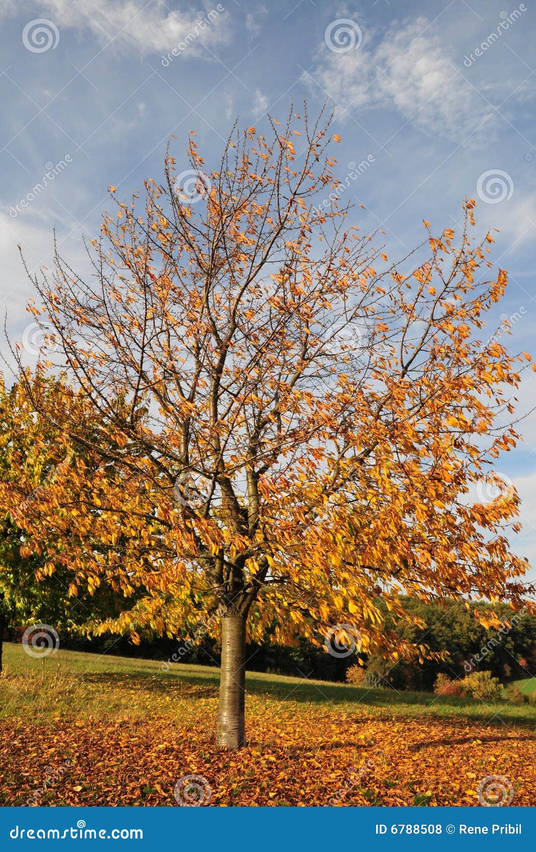 Tree in autumn stock photo. Image of autumn, nature, falling - 6788508