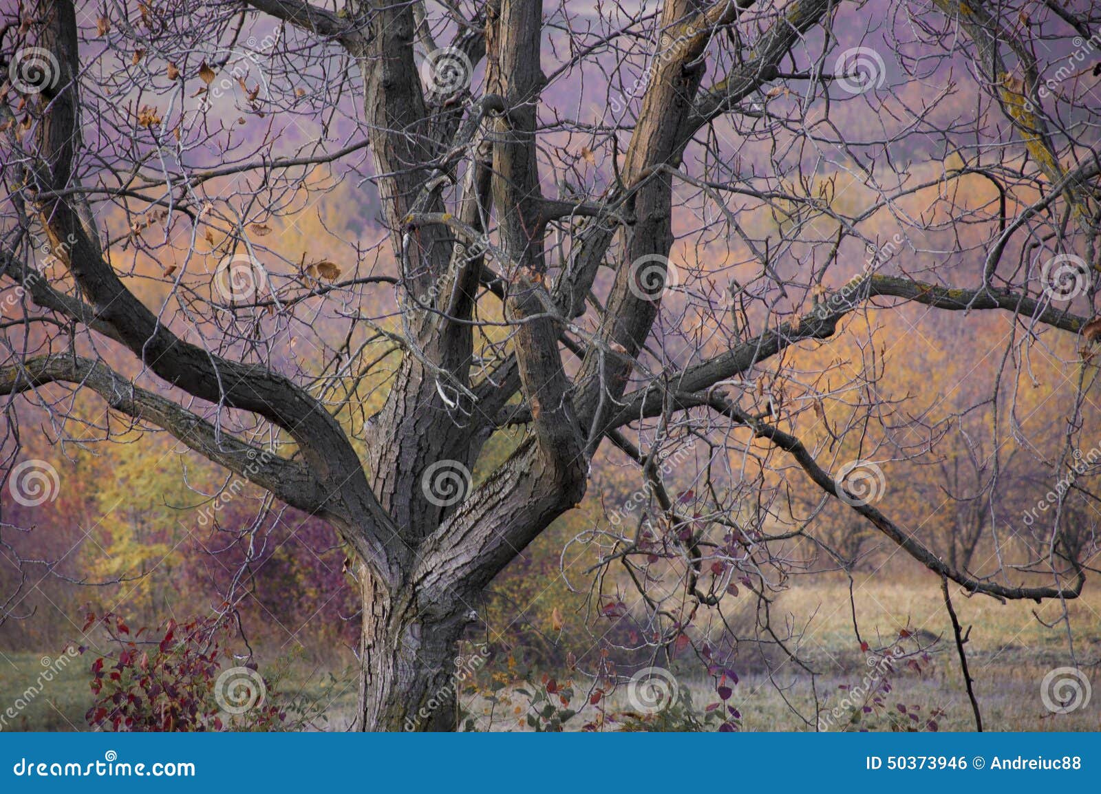 Tree in Autumn with Branches and Colors Stock Photo - Image of forest ...