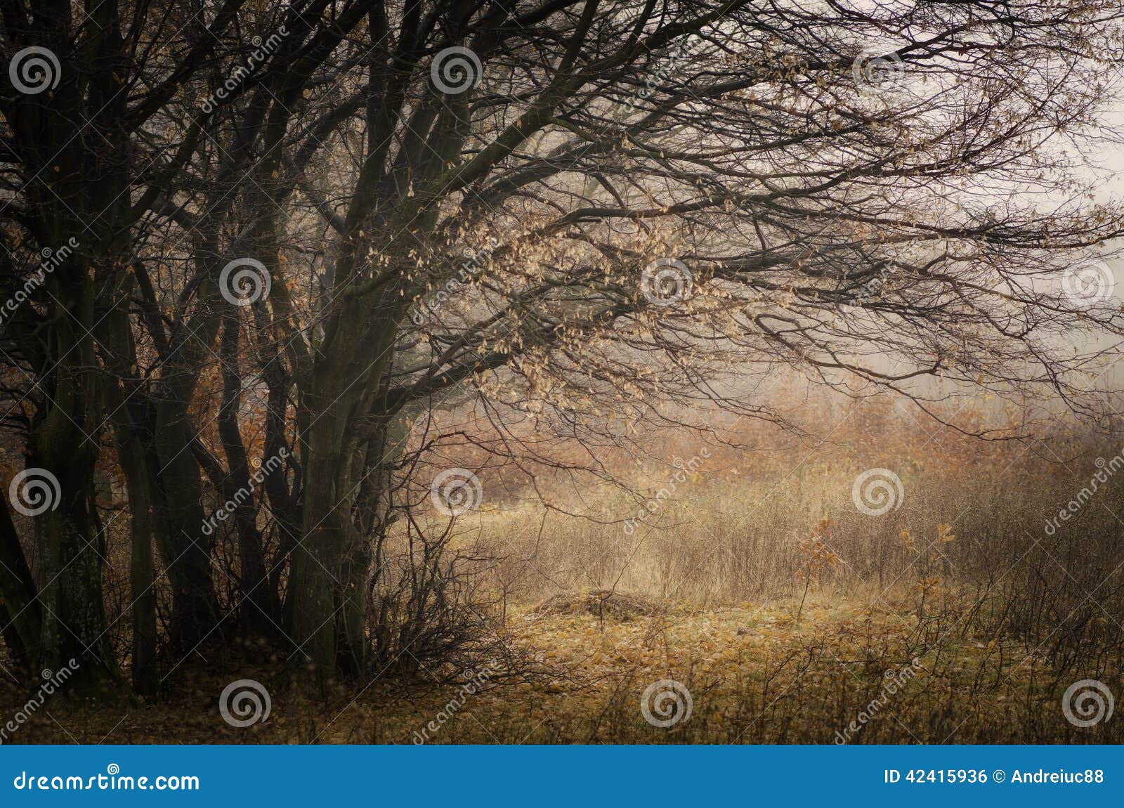 Tree in Autumn on Colorful Meadow Stock Photo - Image of outdoors ...