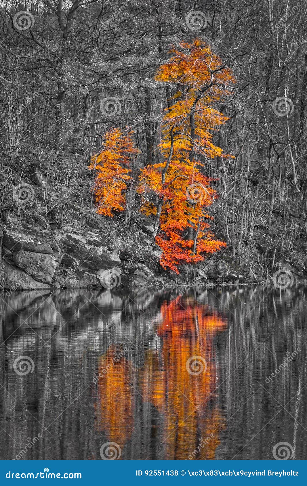 Black And White Photography With Color Splash Nature