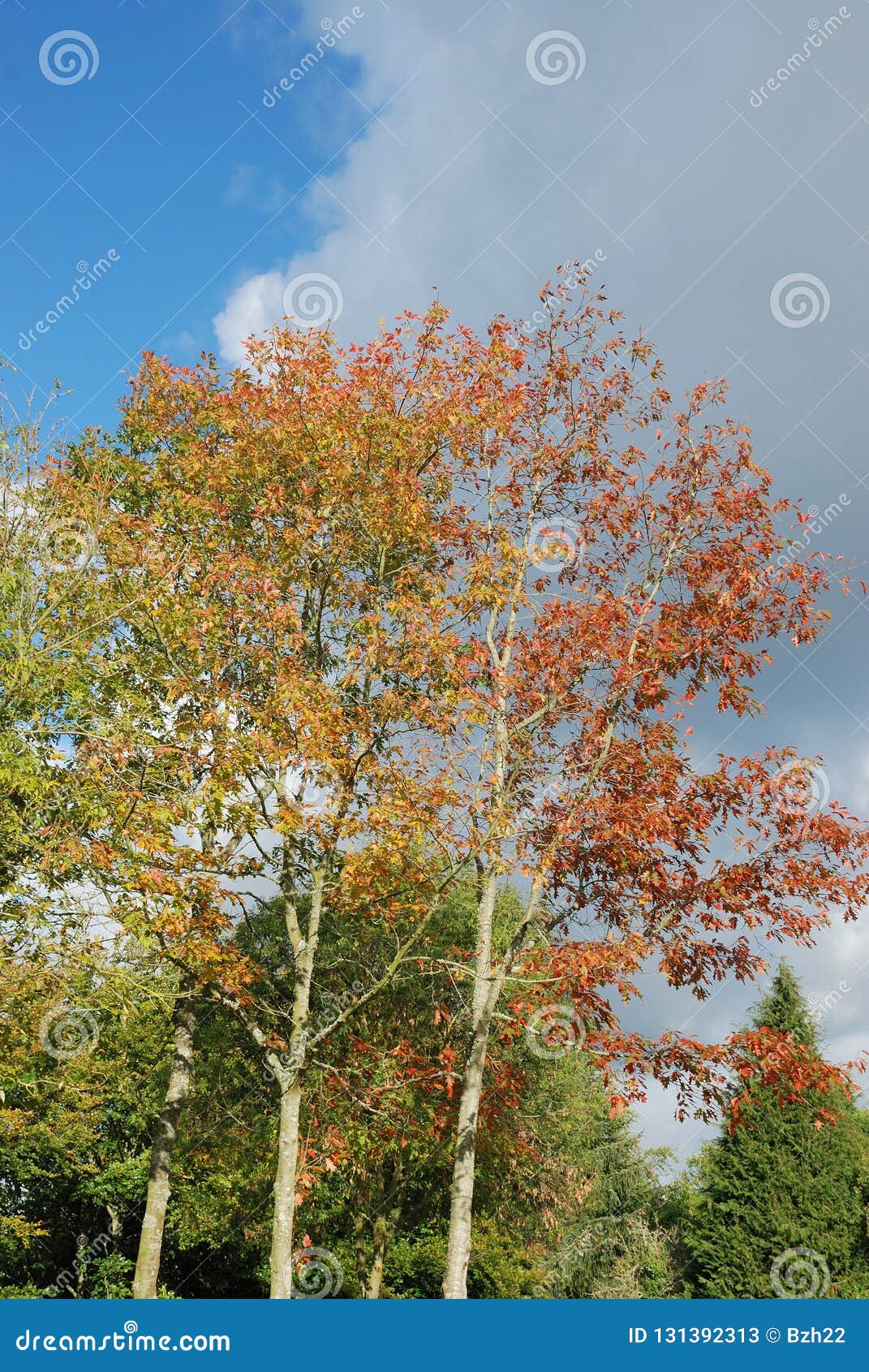 Tree in autumn colours stock image. Image of rural, country - 131392313