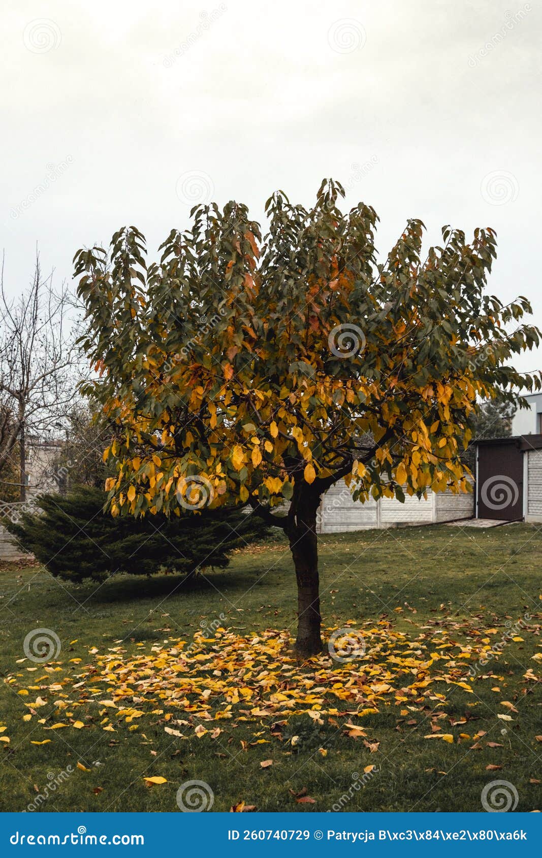 Tree during Autumn. Falling Leaves from a Tree. Green Grass, Cloudy Sky ...